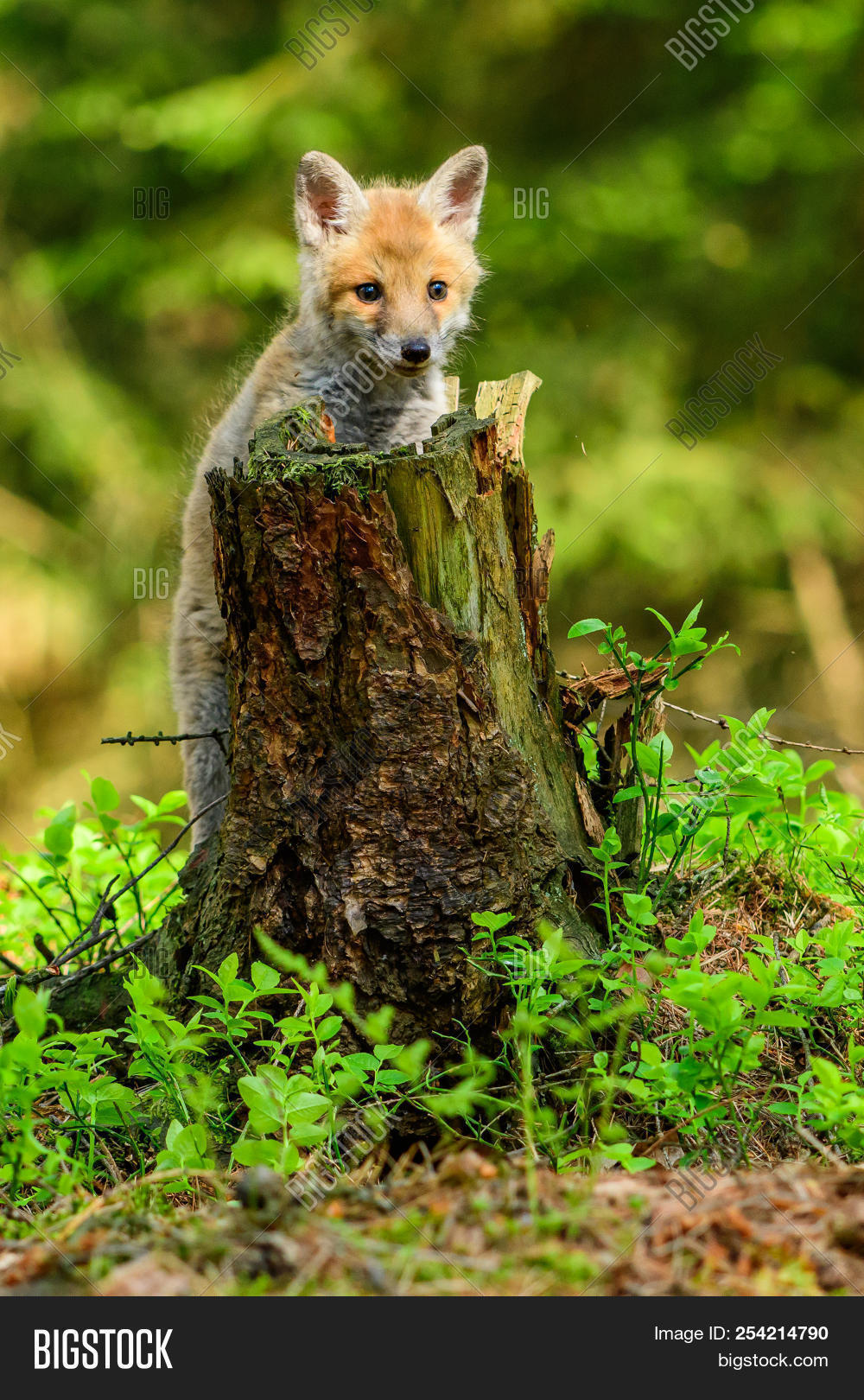 Red Fox Jumping For