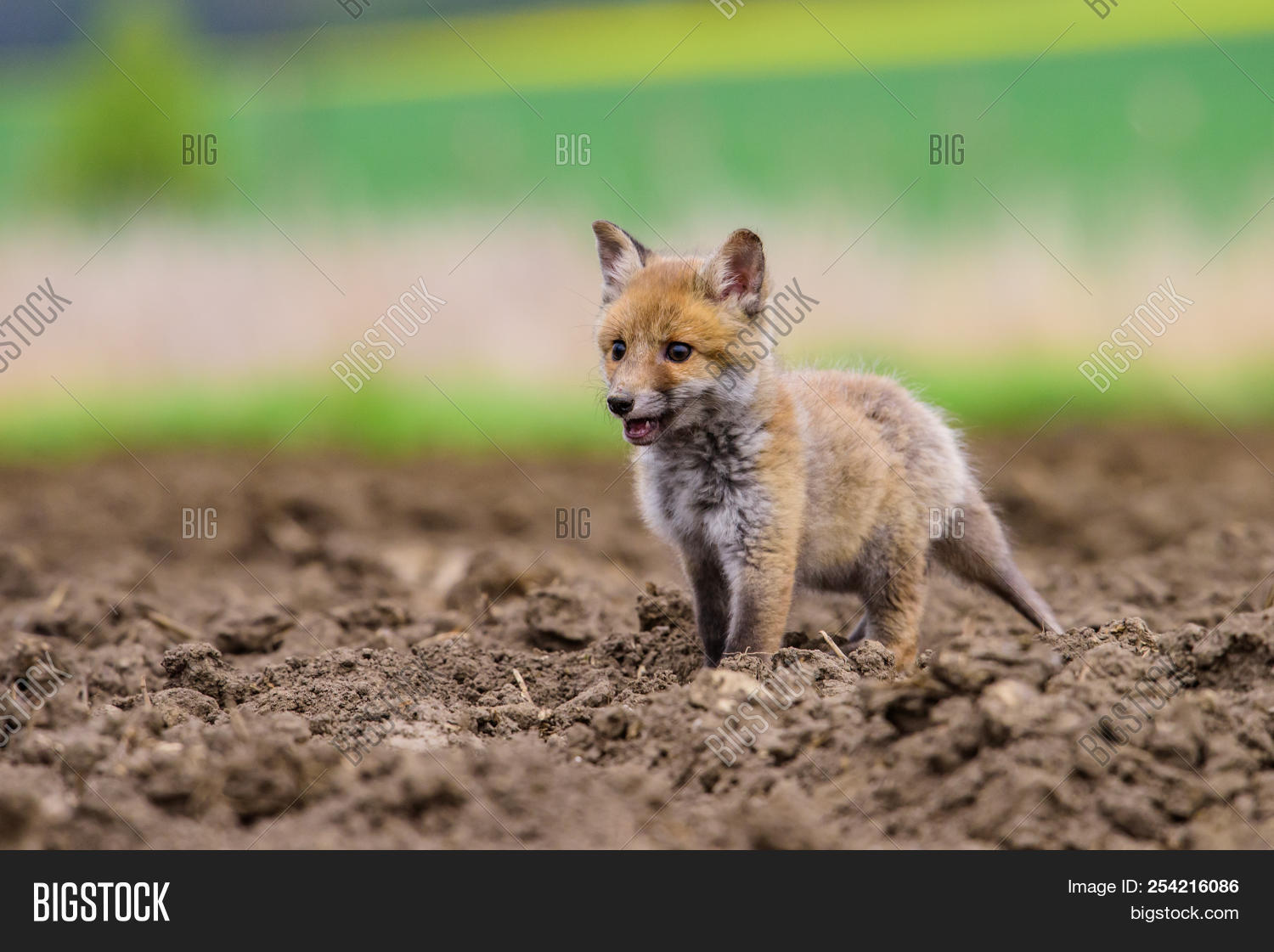 Jumping Red Fox, Image & Photo (Free Trial) | Bigstock