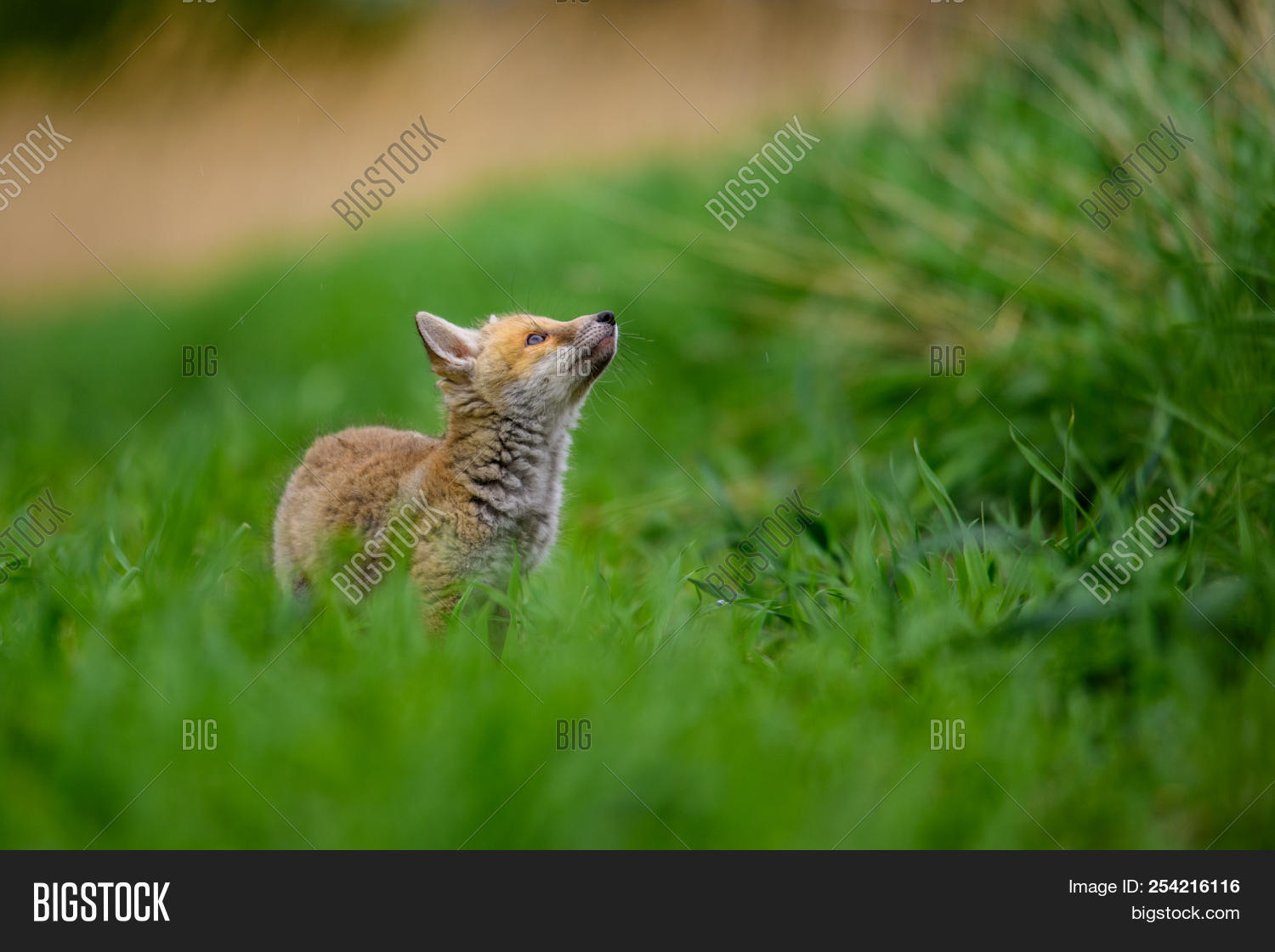 Jumping Red Fox, Image & Photo (Free Trial) | Bigstock