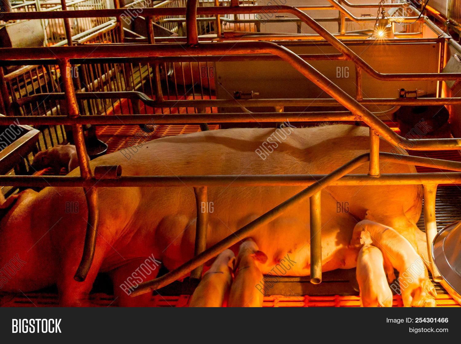 Swine Farming - Parent Image & Photo (Free Trial) | Bigstock