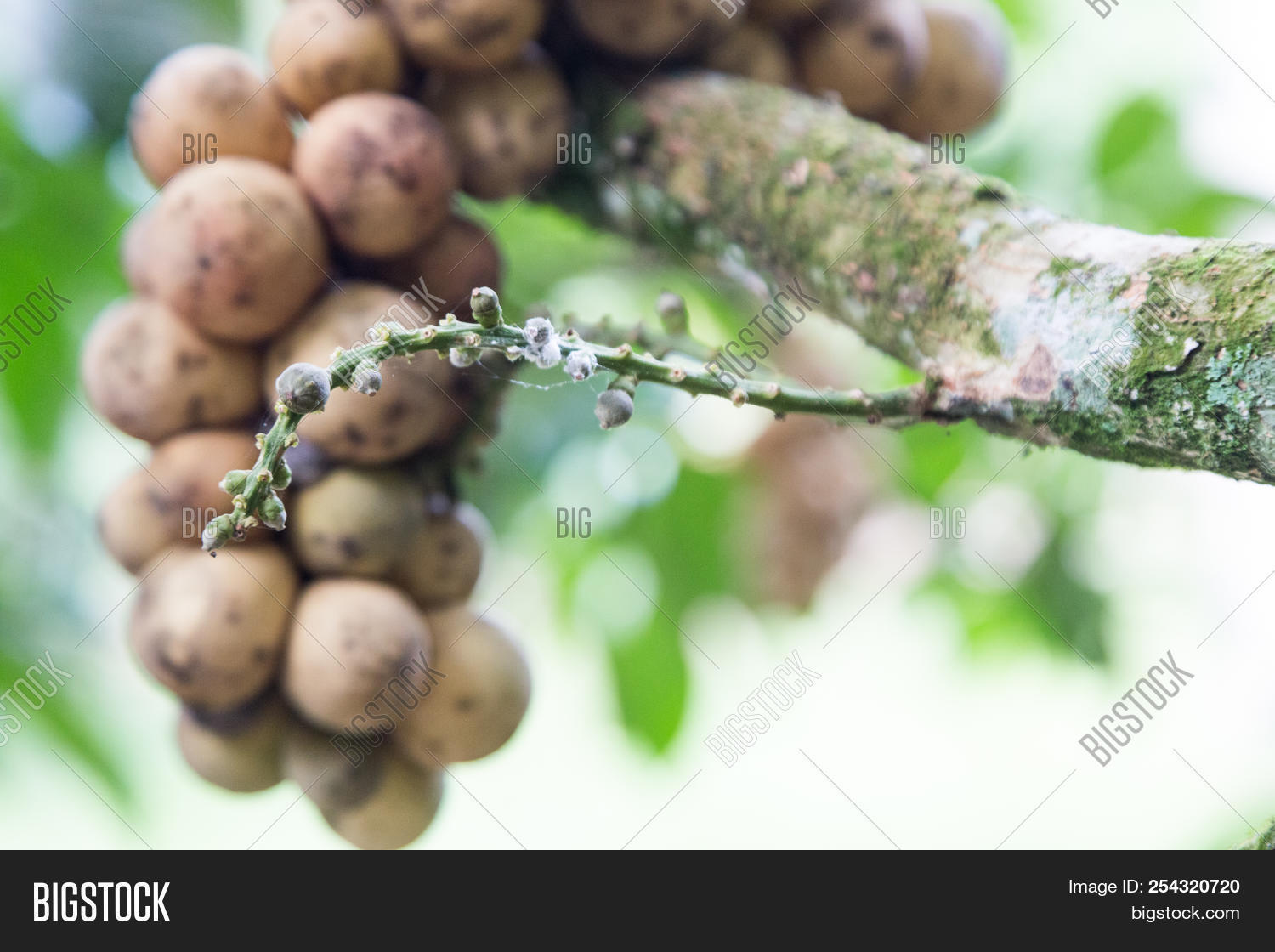 Focus On Langsat Image & Photo (Free Trial) | Bigstock