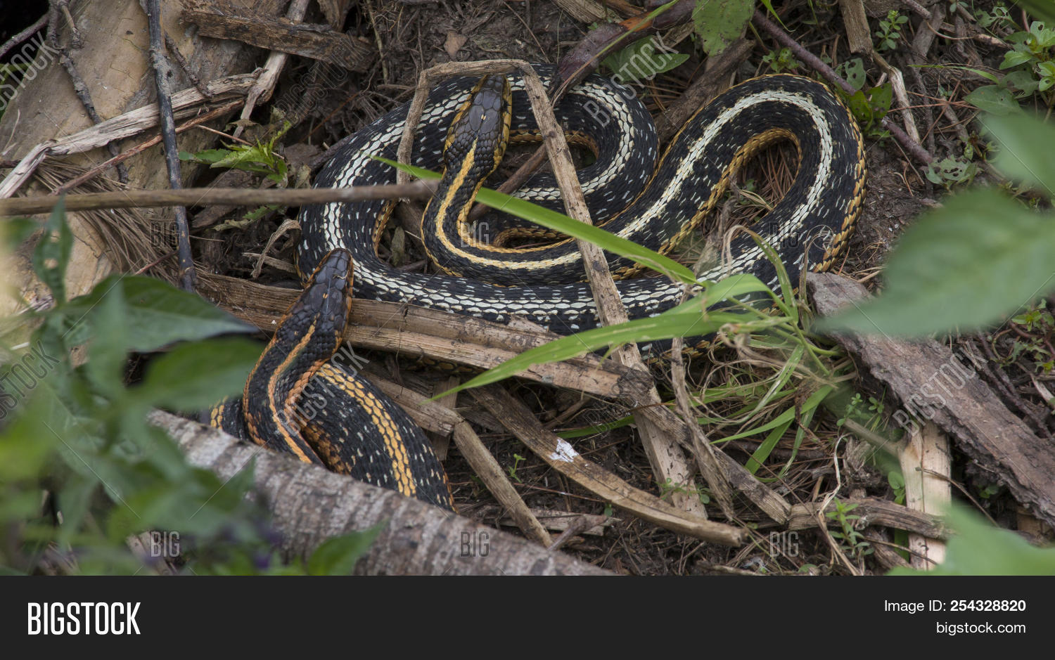 Two Garter Snakes Image & Photo (Free Trial) | Bigstock