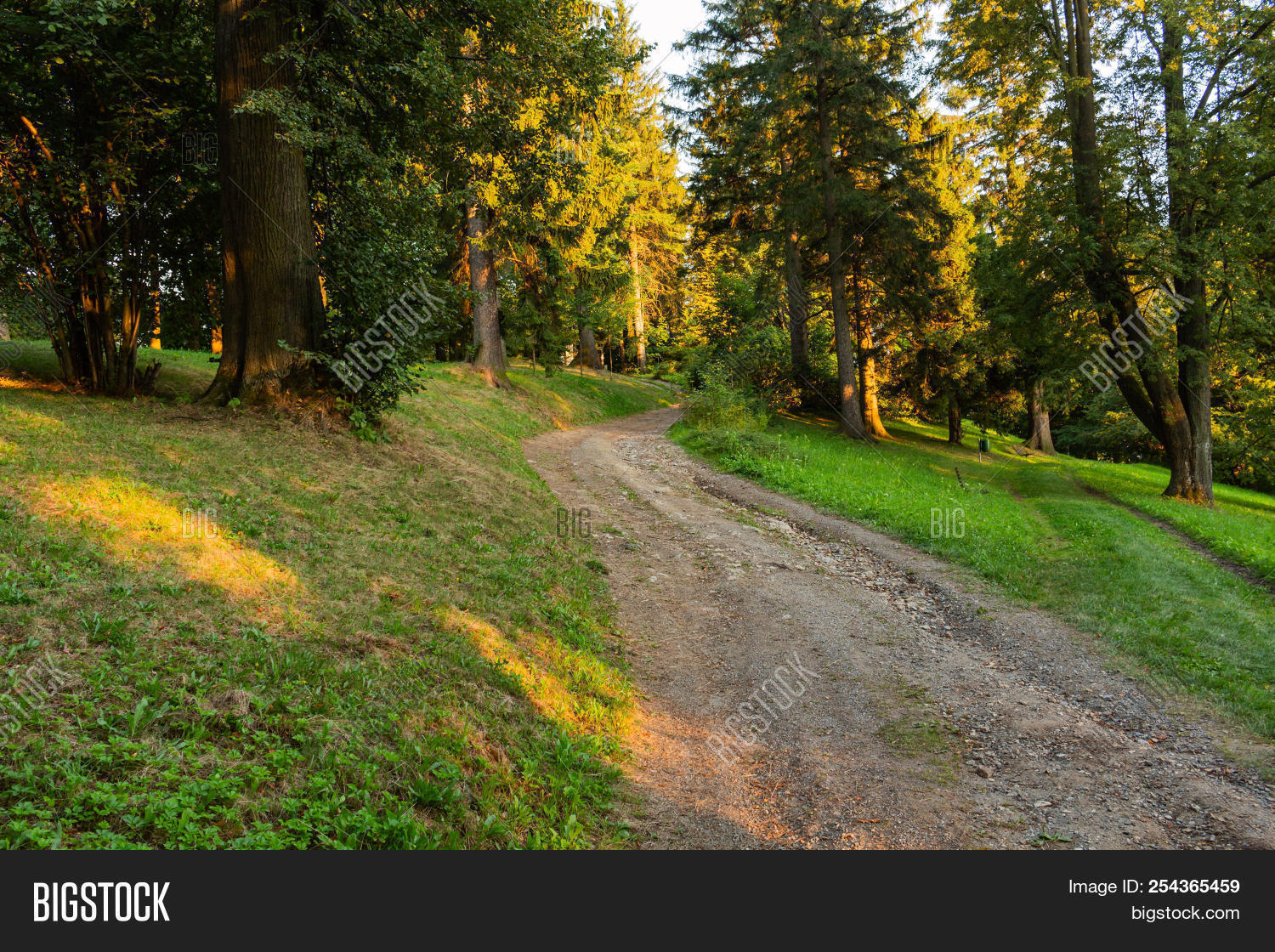 Bright Green Forest Image & Photo (Free Trial) | Bigstock