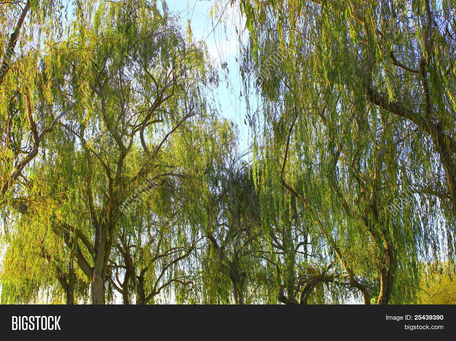 Willow Trees Image & Photo (Free Trial) | Bigstock