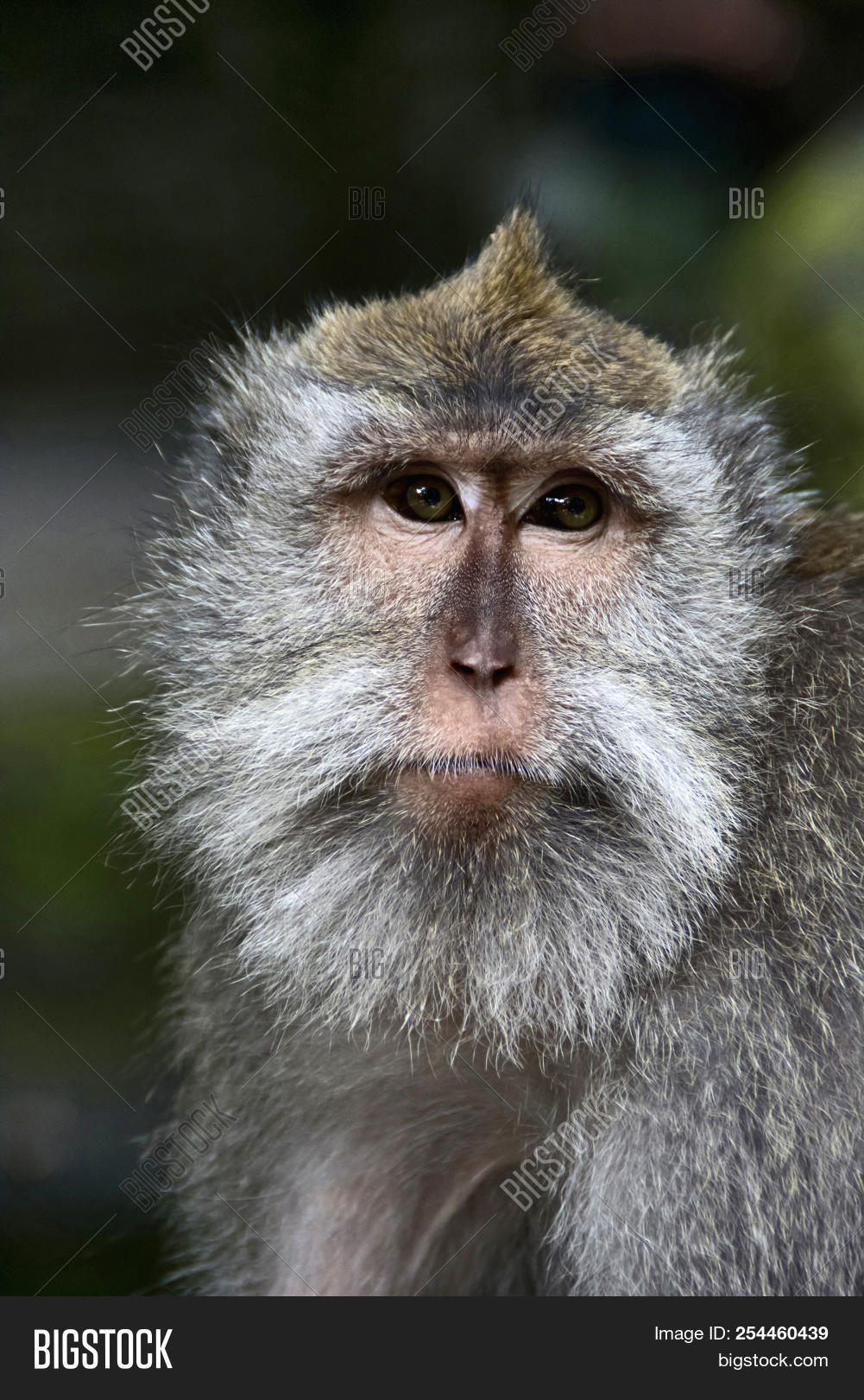 Any animal that can make a face like this is metal AF : r/natureismetal