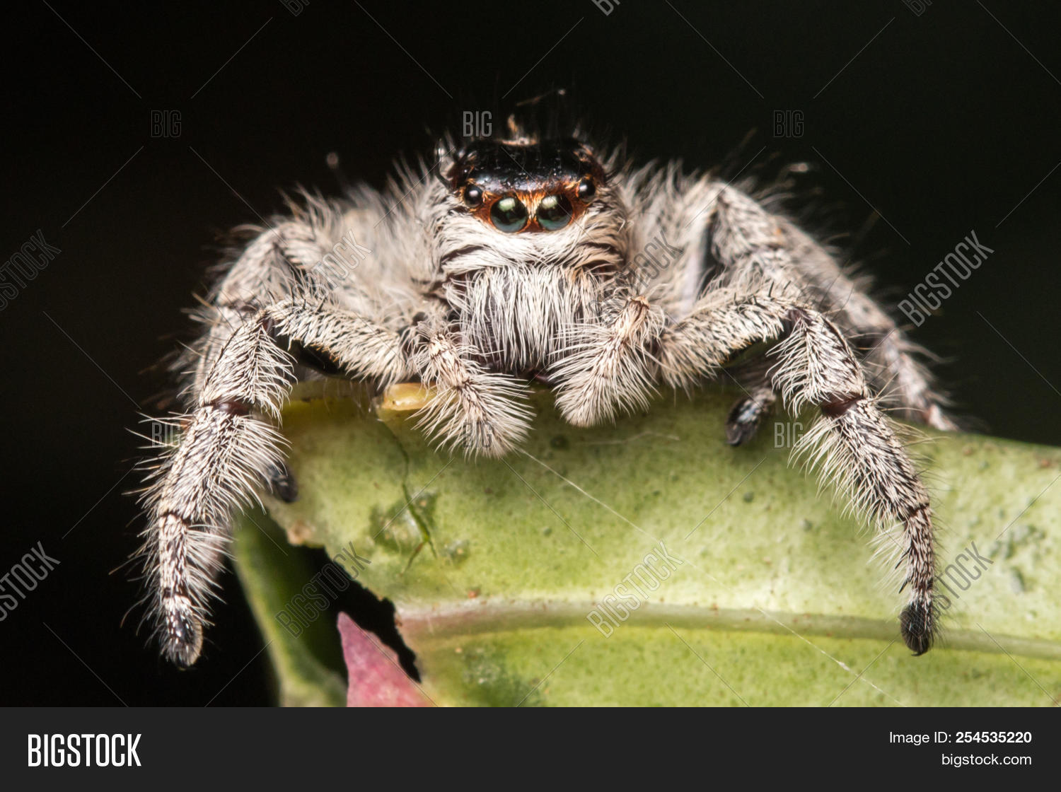 Close- Jumping Spider Image & Photo (Free Trial) | Bigstock