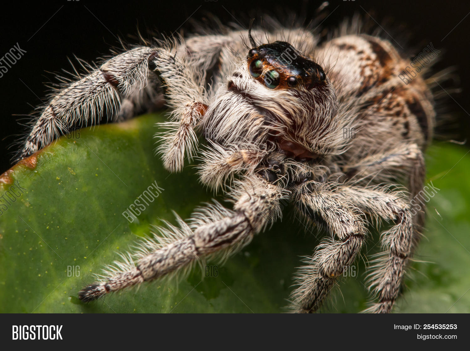 Close- Jumping Spider Image & Photo (Free Trial) | Bigstock