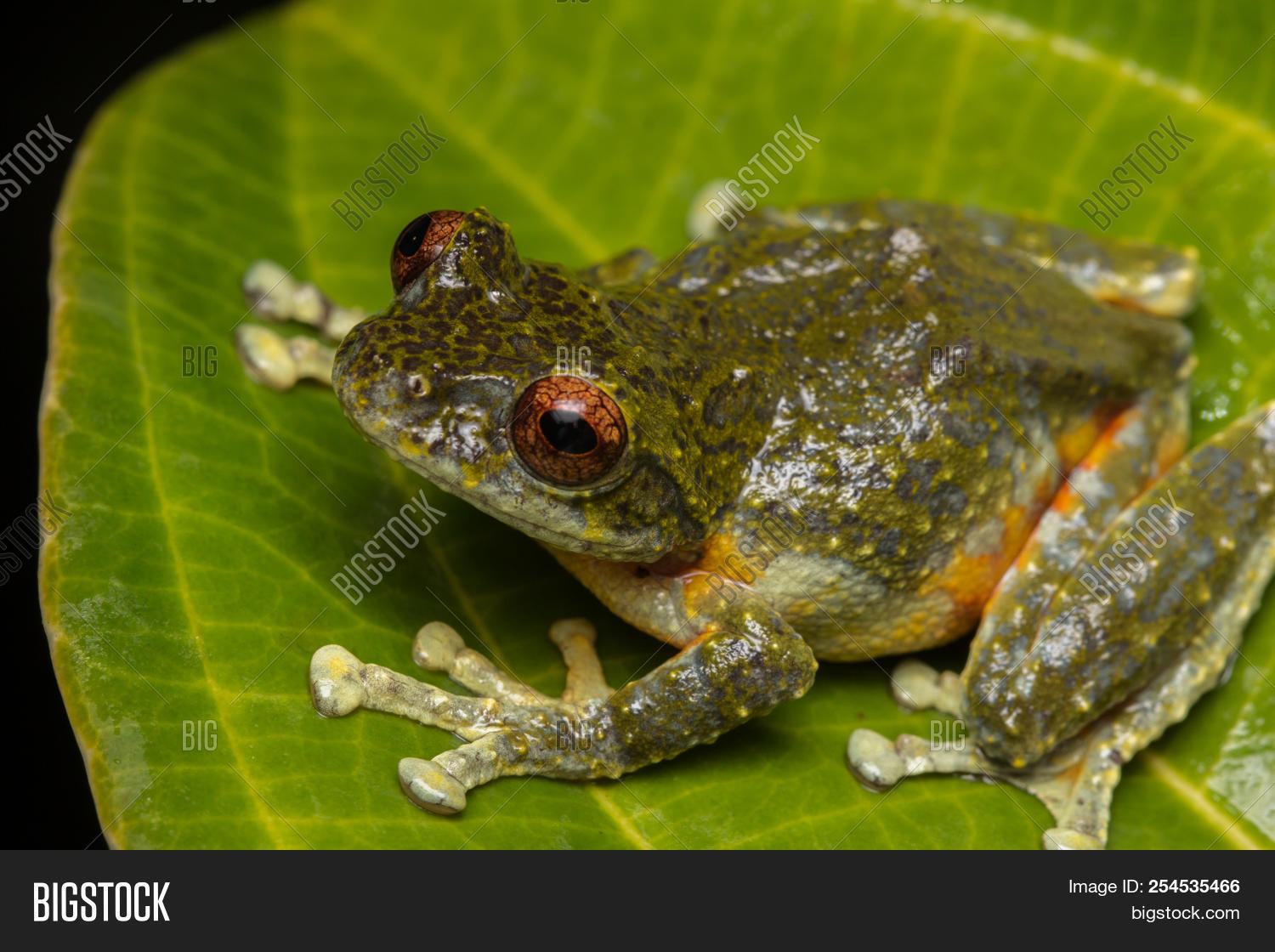 Tree Frog, Tree Frog Image & Photo (Free Trial) | Bigstock