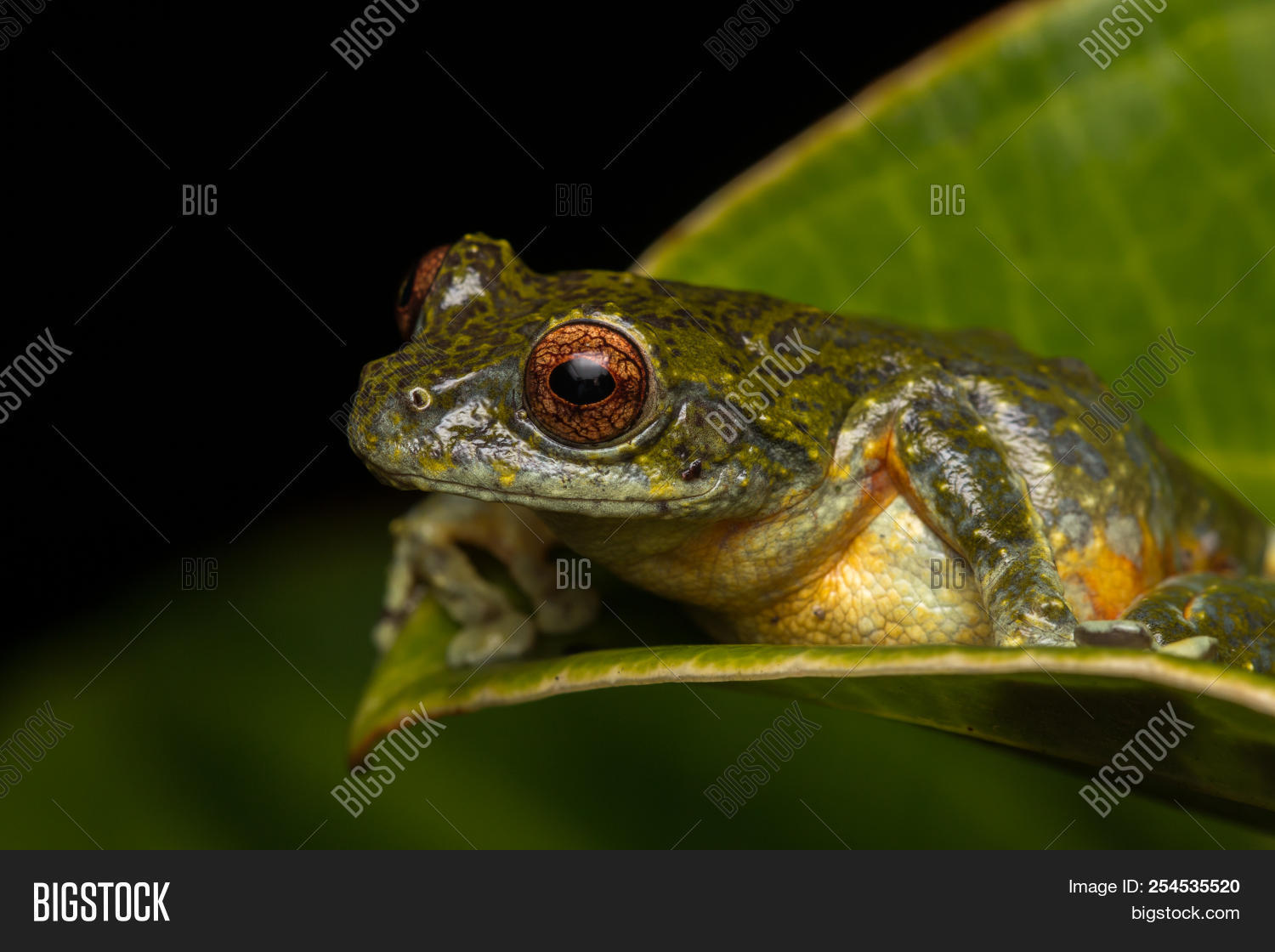 Tree Frog, Tree Frog Image & Photo (Free Trial) | Bigstock