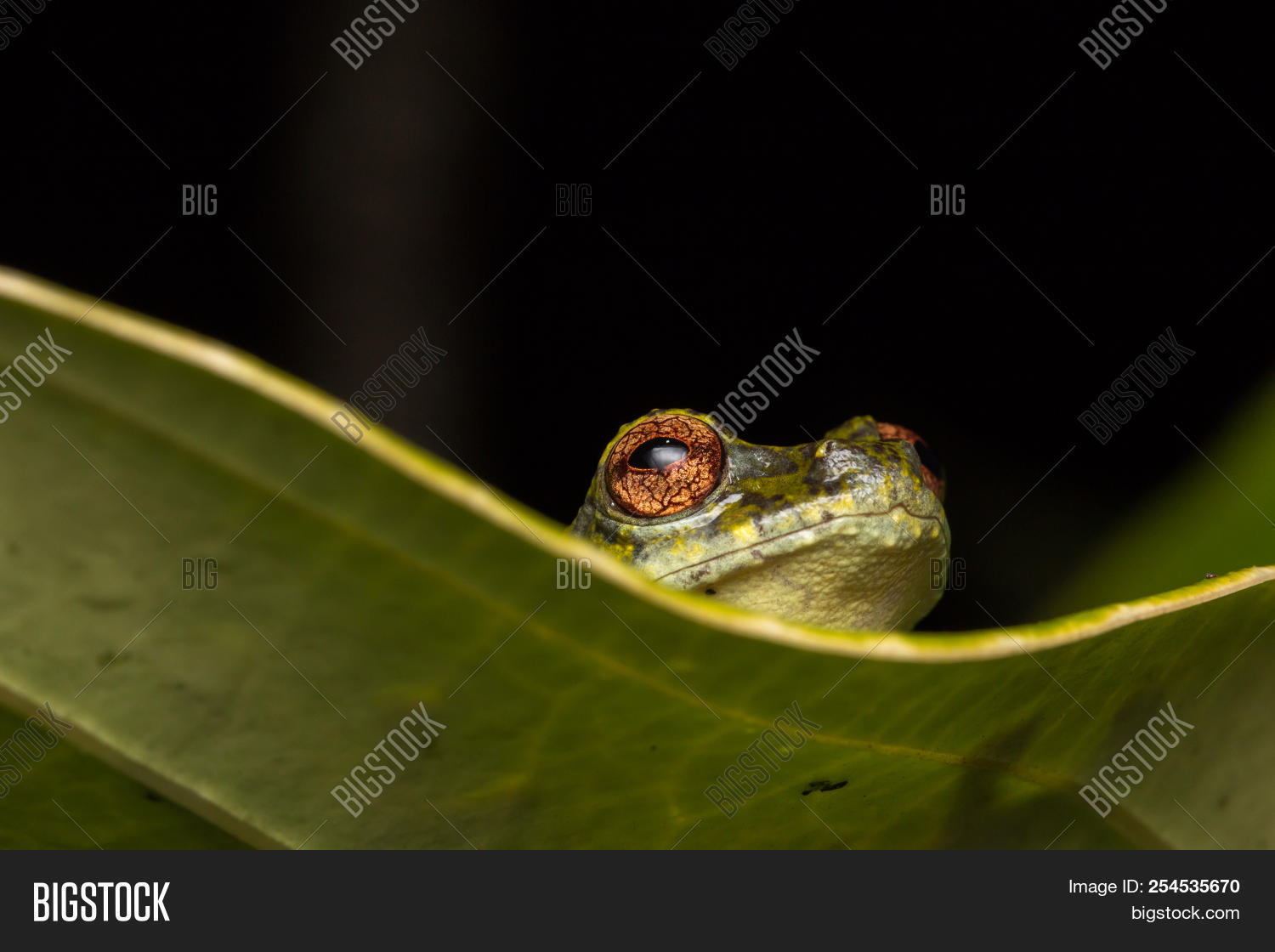Tree Frog, Tree Frog Image & Photo (Free Trial) | Bigstock