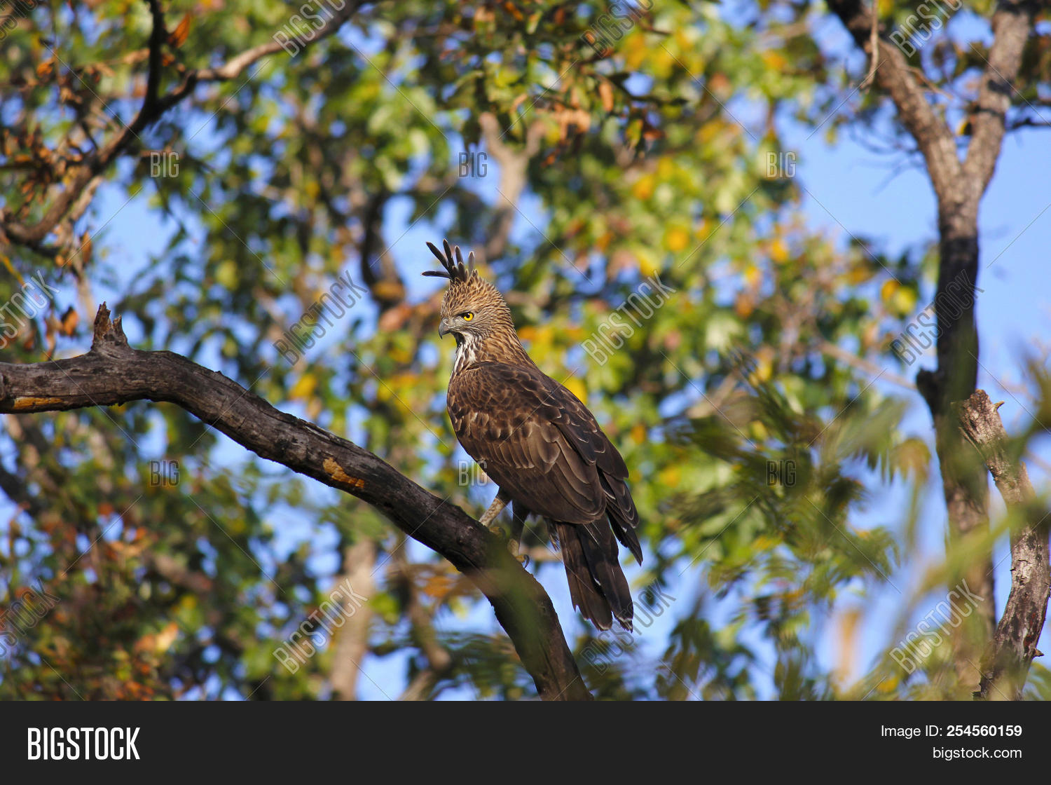 Changeable Hawk-eagle Image & Photo (Free Trial) | Bigstock