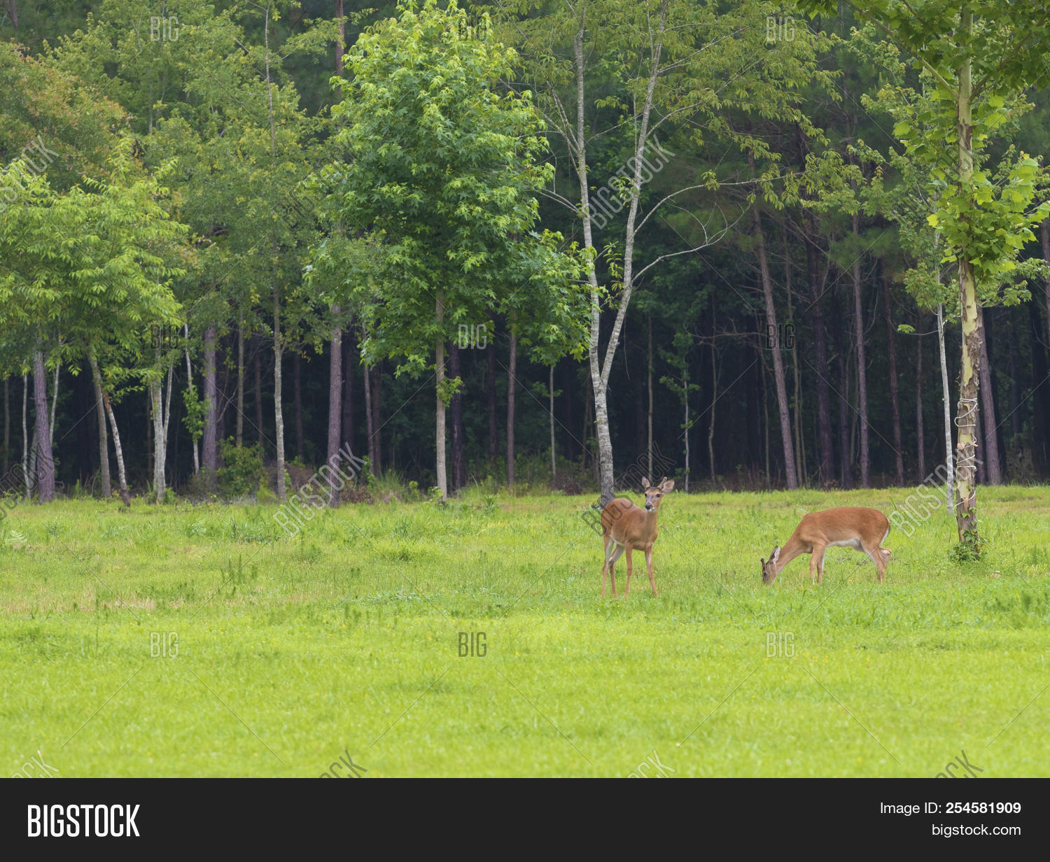 Pair Yearling Image & Photo (Free Trial) | Bigstock