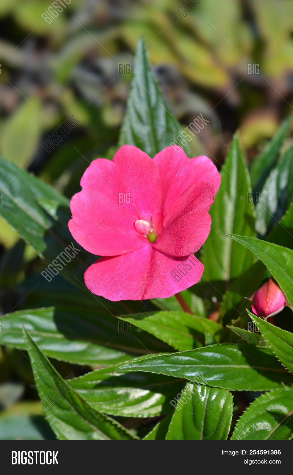 Busy Lizzie Pink Image & Photo (Free Trial) | Bigstock