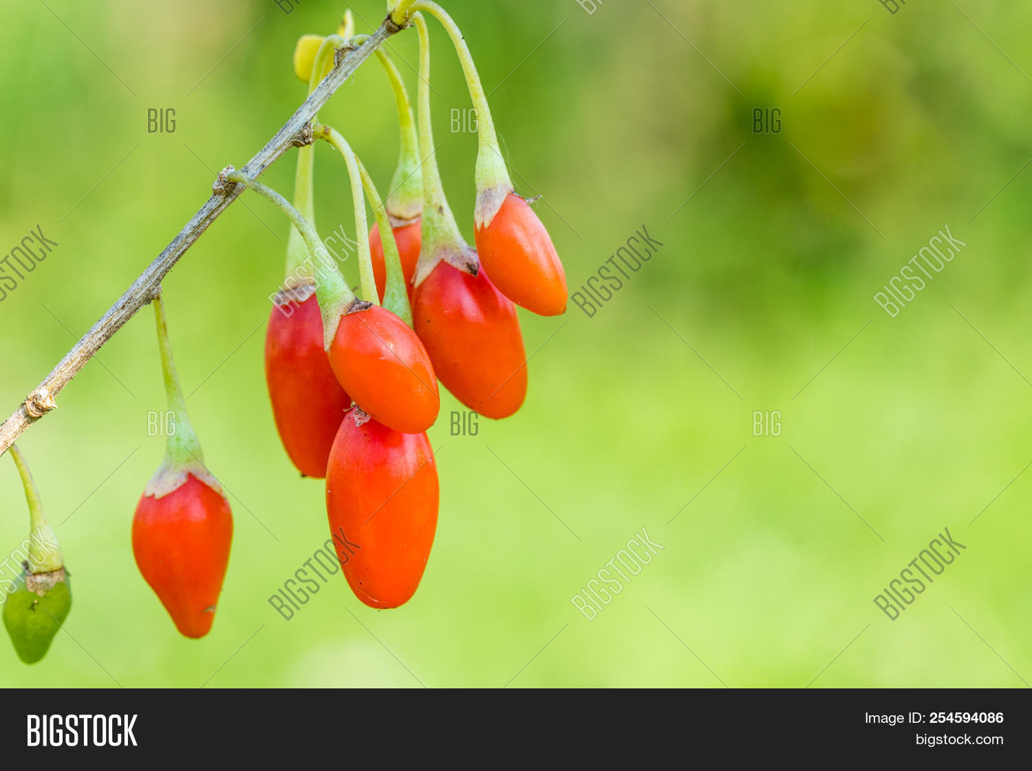 Goji Berry, Wolfberry Image & Photo (Free Trial) | Bigstock