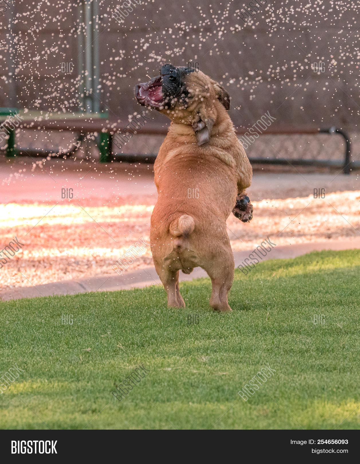 Bulldog Puppy Standing Image & Photo (Free Trial) | Bigstock