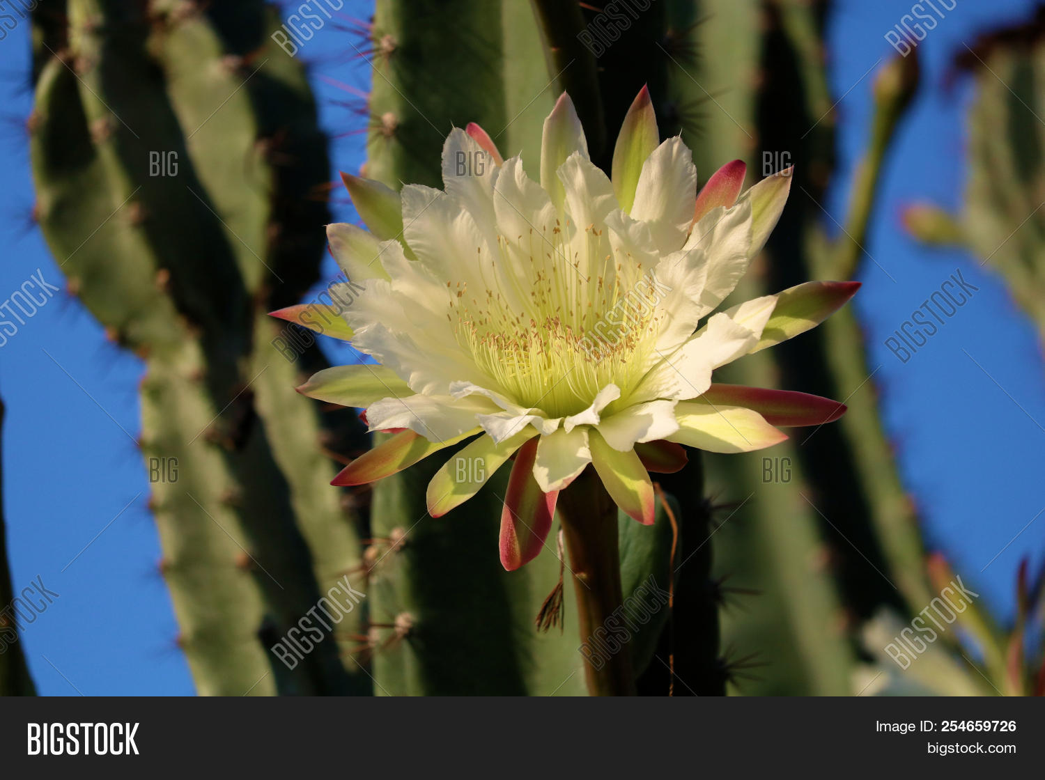 Organ Pipe Cactus Image & Photo (Free Trial) | Bigstock