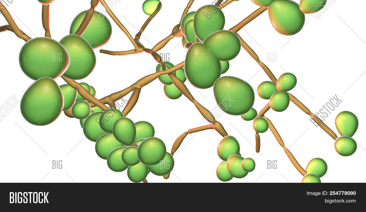 3d Illustration Fungi Image & Photo (Free Trial) | Bigstock