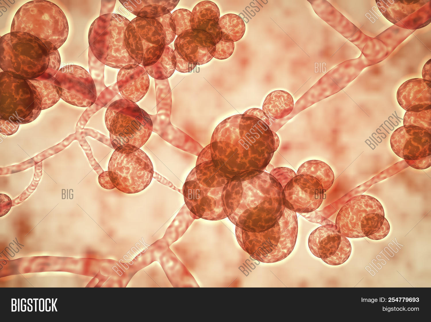 Candida Auris Fungi, Image & Photo (Free Trial) | Bigstock
