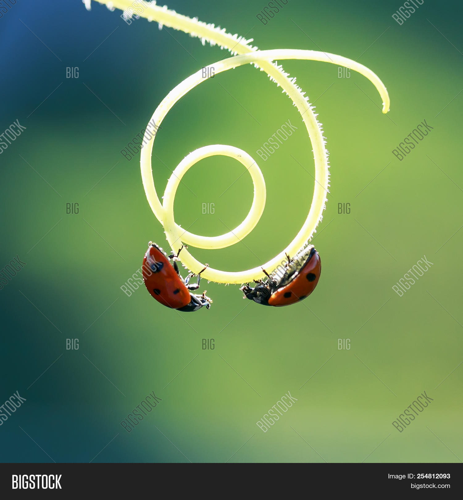 Two Ladybugs Crawling Image & Photo (Free Trial) | Bigstock