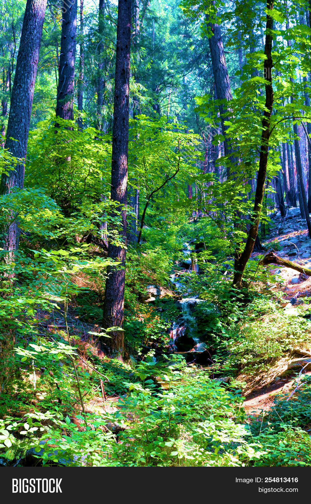 Lush Plants Trees Image & Photo (Free Trial) | Bigstock