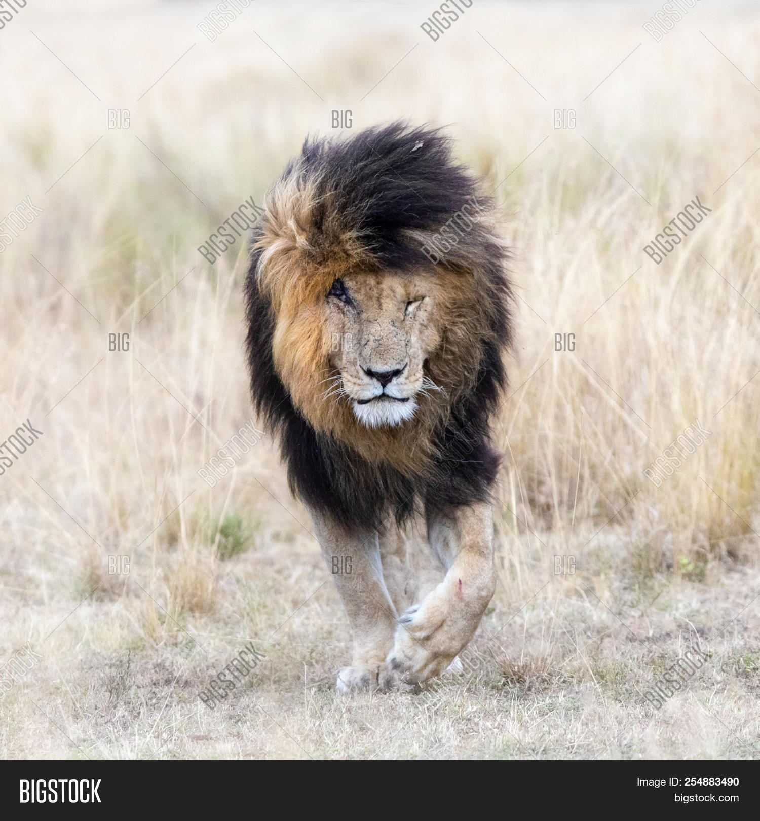 Adult Male Lion Image & Photo (Free Trial) | Bigstock