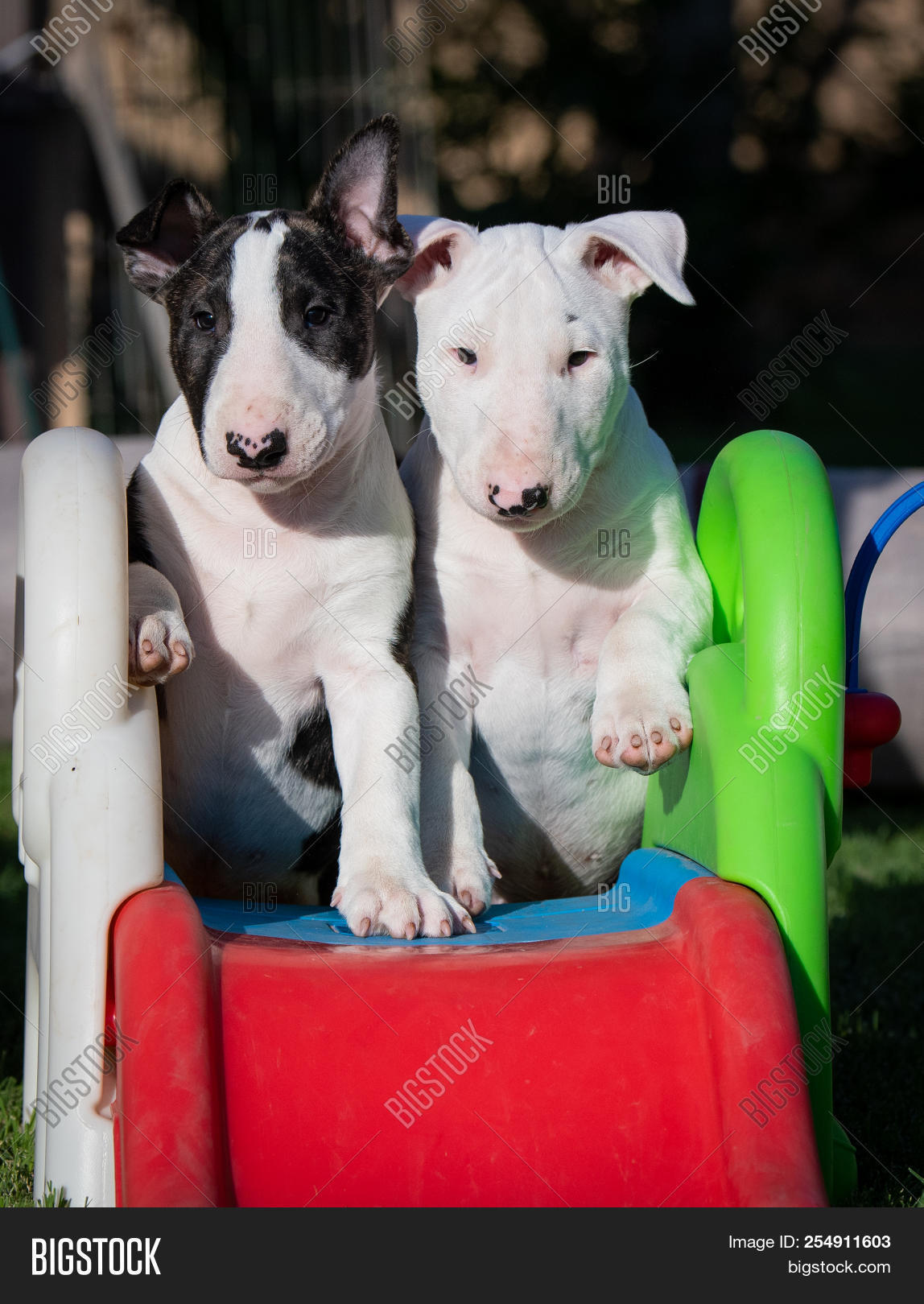 Two Bull Terrier Image & Photo (Free Trial) | Bigstock