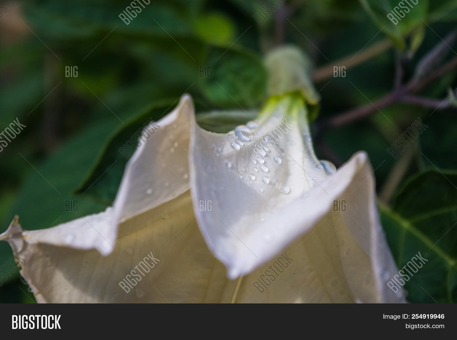 Devil's Trumpet, Image & Photo (Free Trial) | Bigstock
