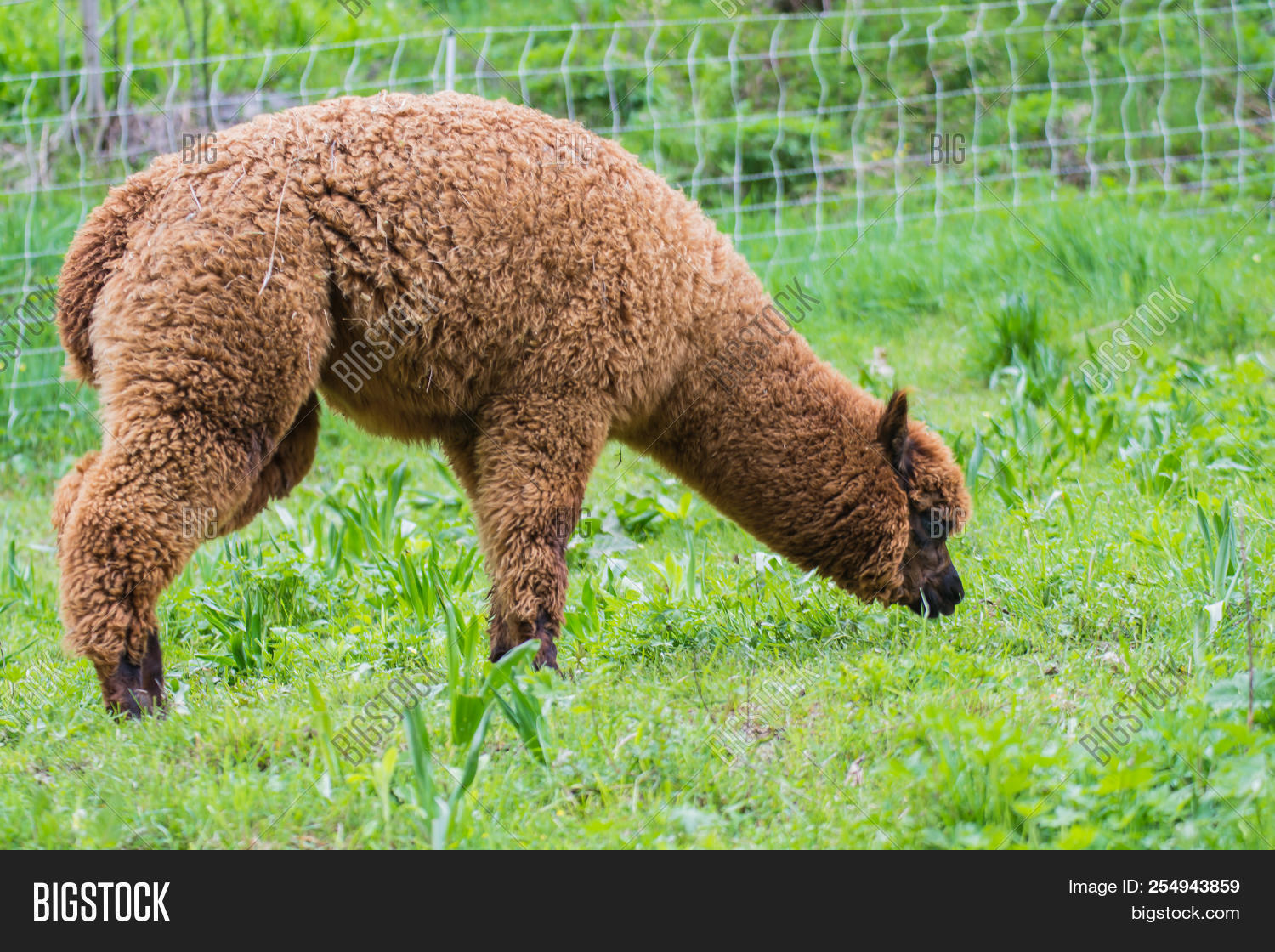 Alpaca (vicugna Pacos Image & Photo (Free Trial) | Bigstock
