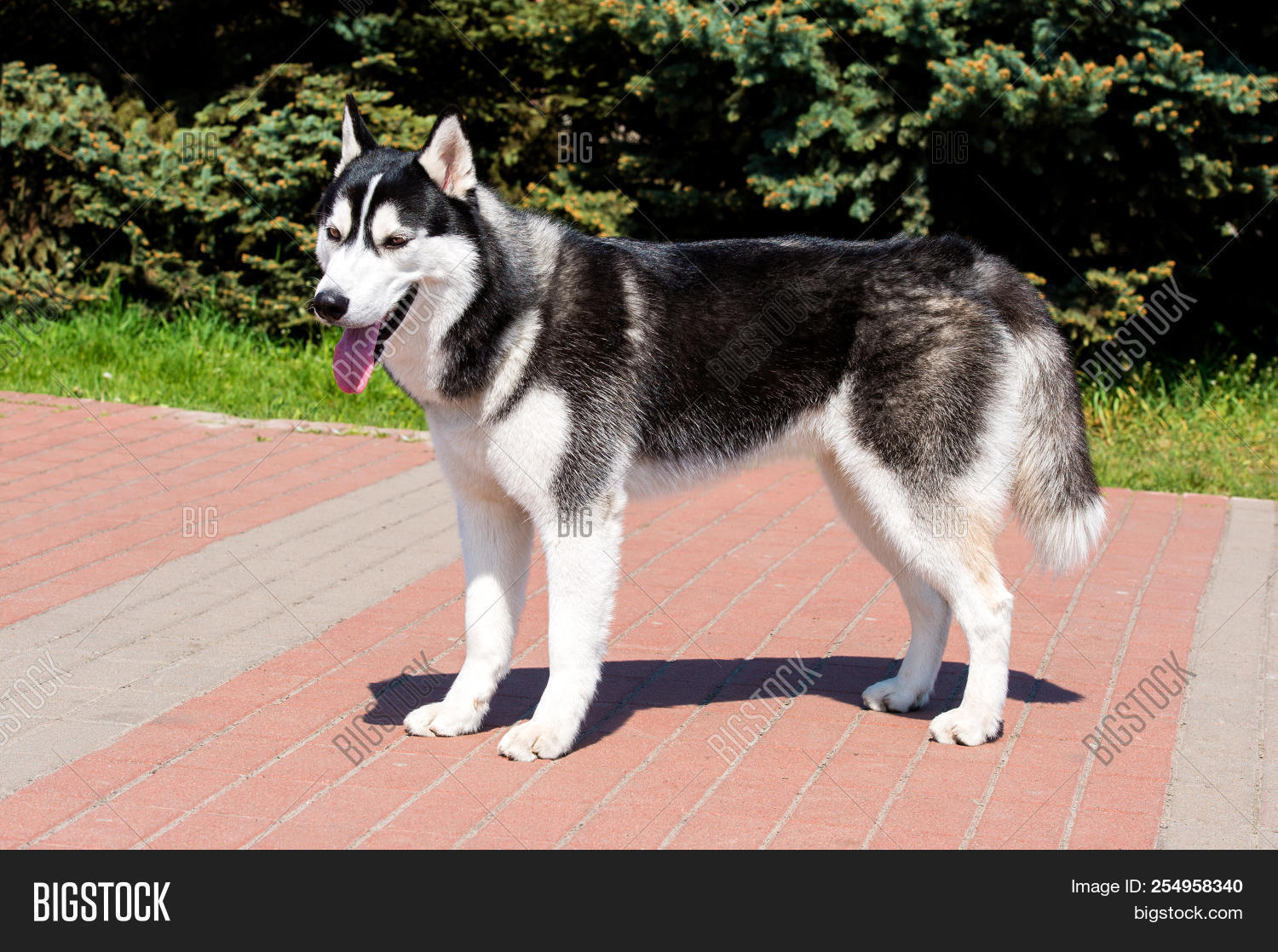 Husky Profile. Husky Image & Photo (Free Trial) | Bigstock