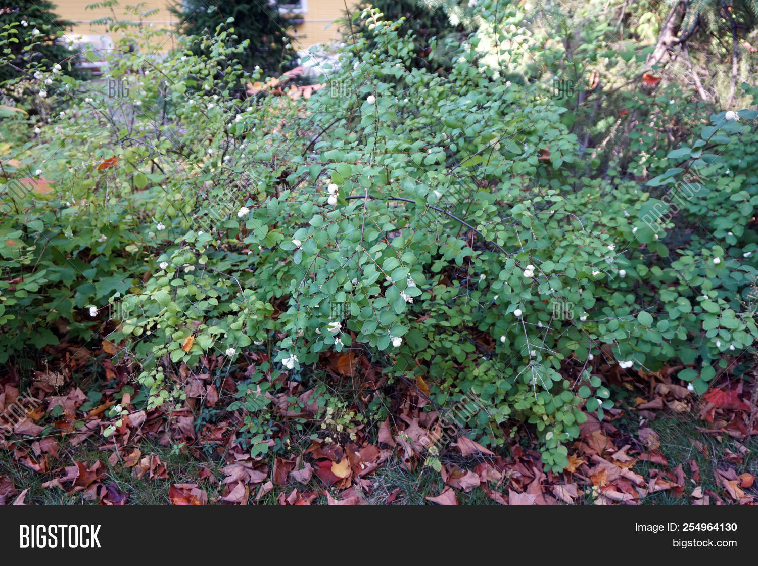 How To Grow Snowberry Bushes: A Complete Guide - katerine057