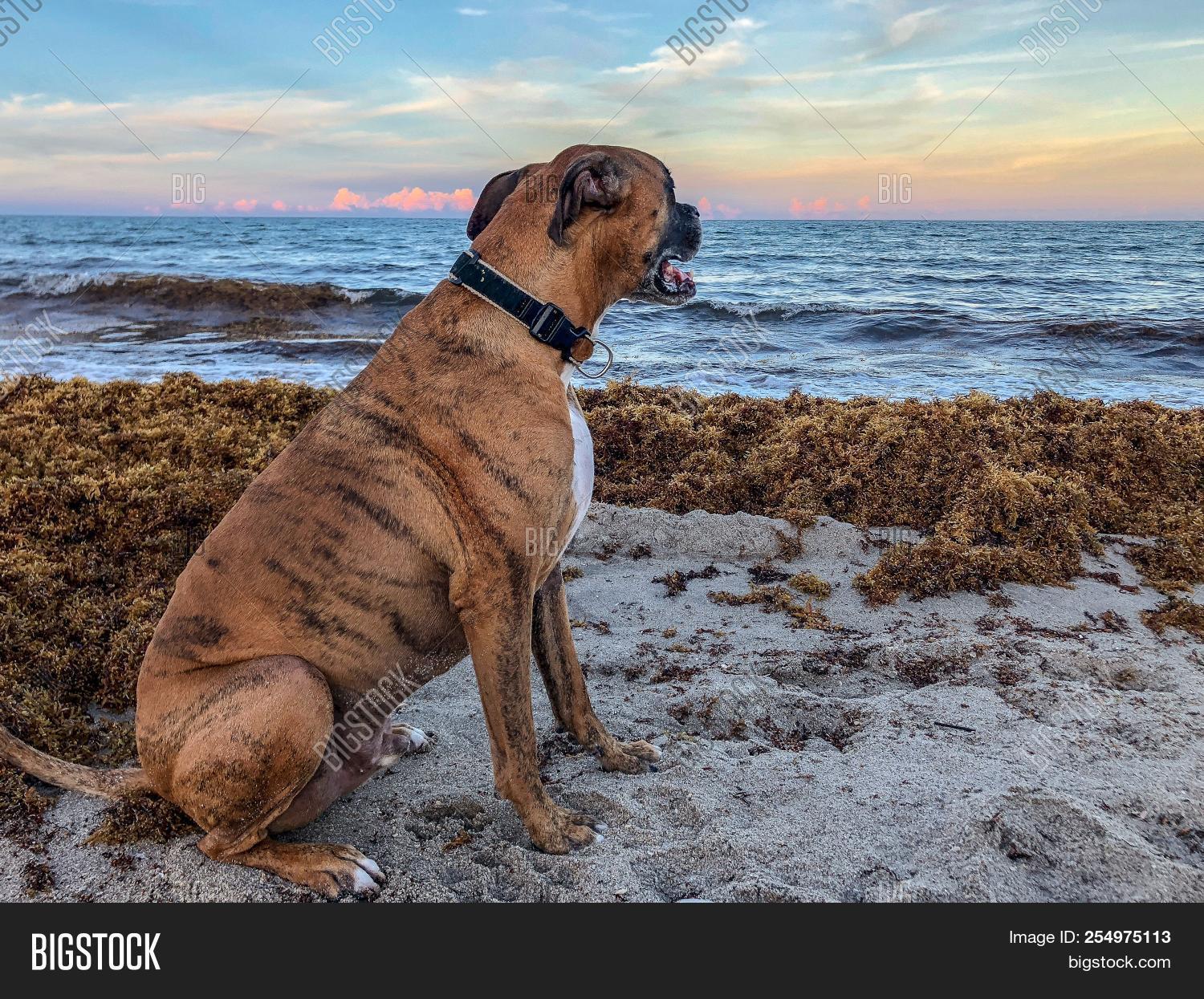 Hunting Dog Swamp Image & Photo (Free Trial) | Bigstock