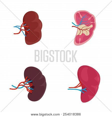 Spleen Milt Anatomy Image & Photo (Free Trial) | Bigstock