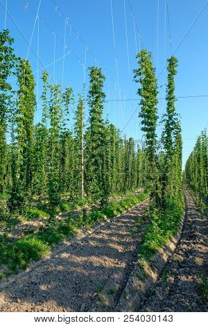 Rows Hop Plants On Image & Photo (Free Trial) | Bigstock
