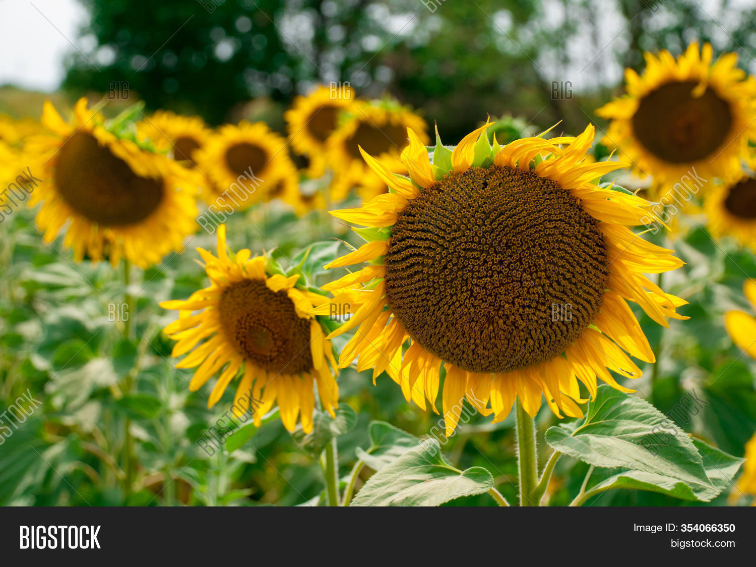 Sunflower Natural Image & Photo (Free Trial) | Bigstock
