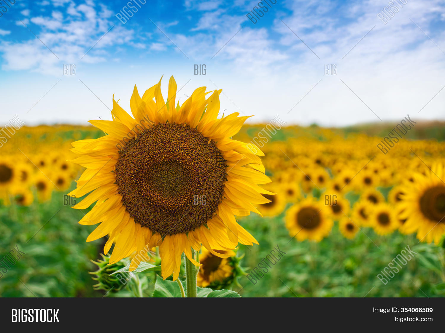 Sunflower Natural Image & Photo (Free Trial) | Bigstock