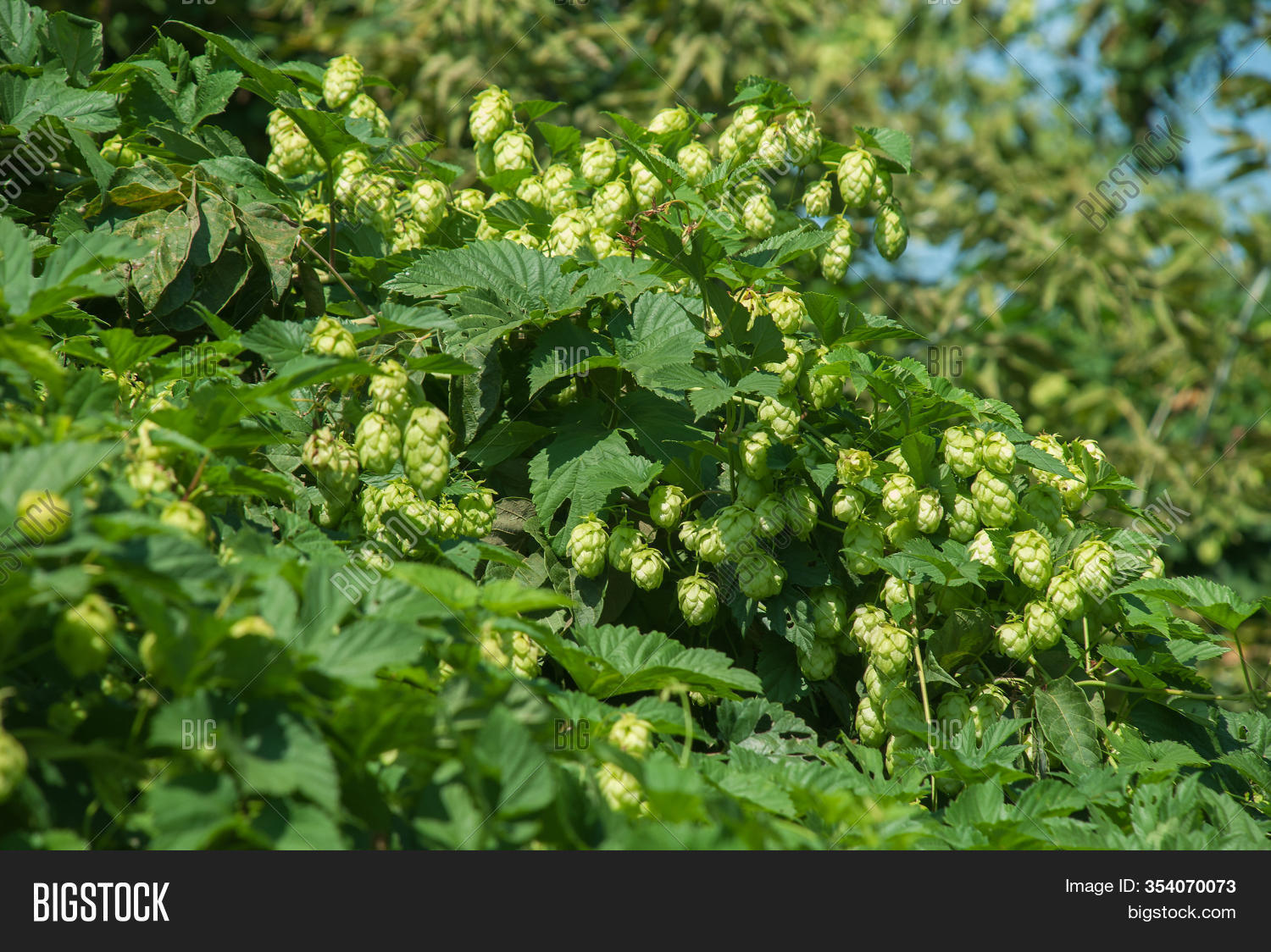 Green Hops Close . Image & Photo (Free Trial) | Bigstock