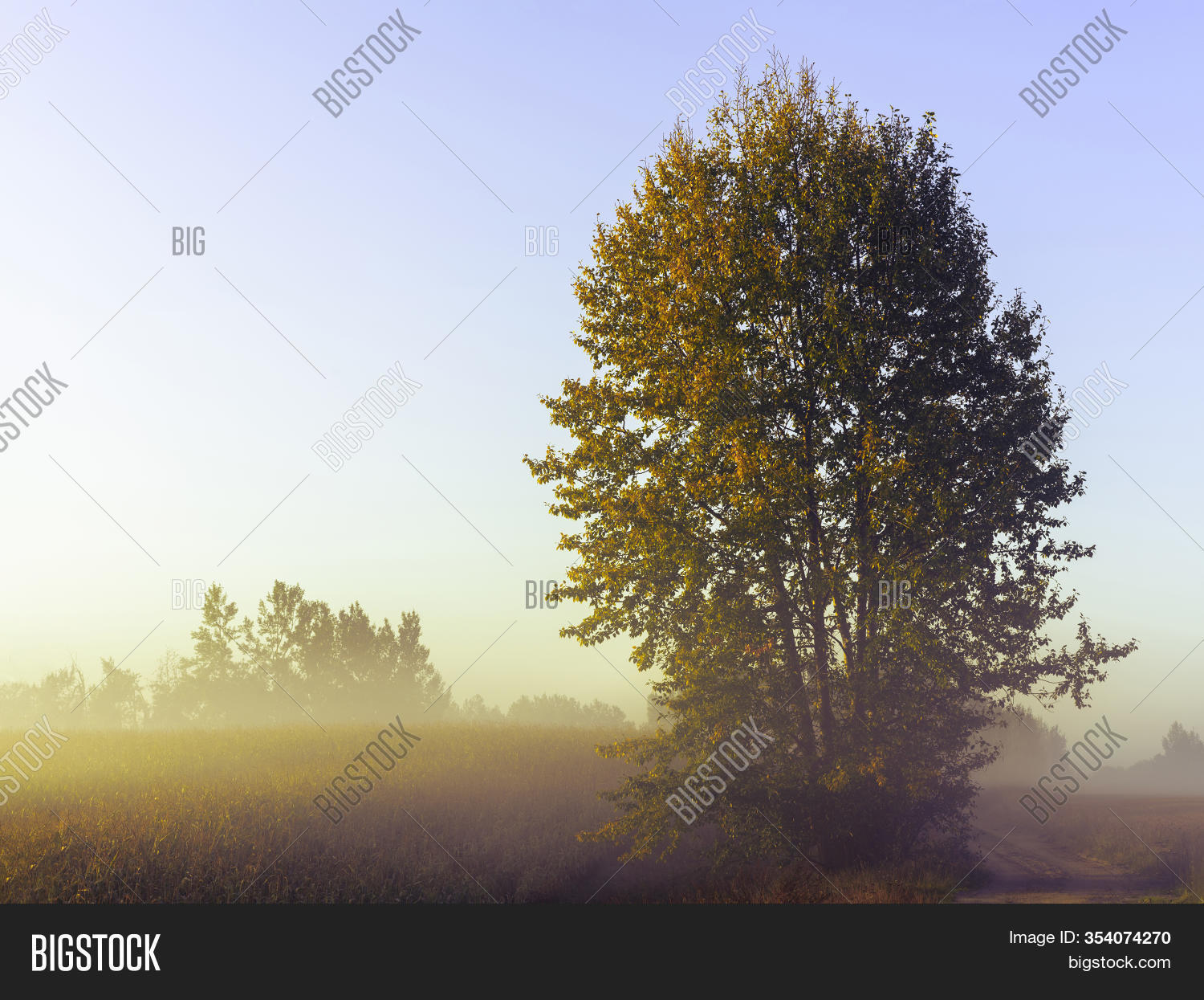 Lone Tree Stands Image & Photo (Free Trial) | Bigstock