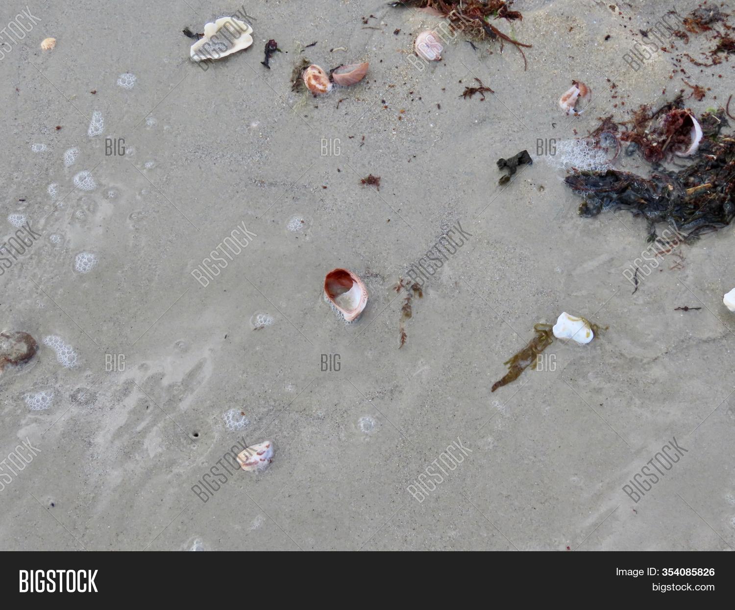 Cluster Black Seaweed Image & Photo (Free Trial) | Bigstock