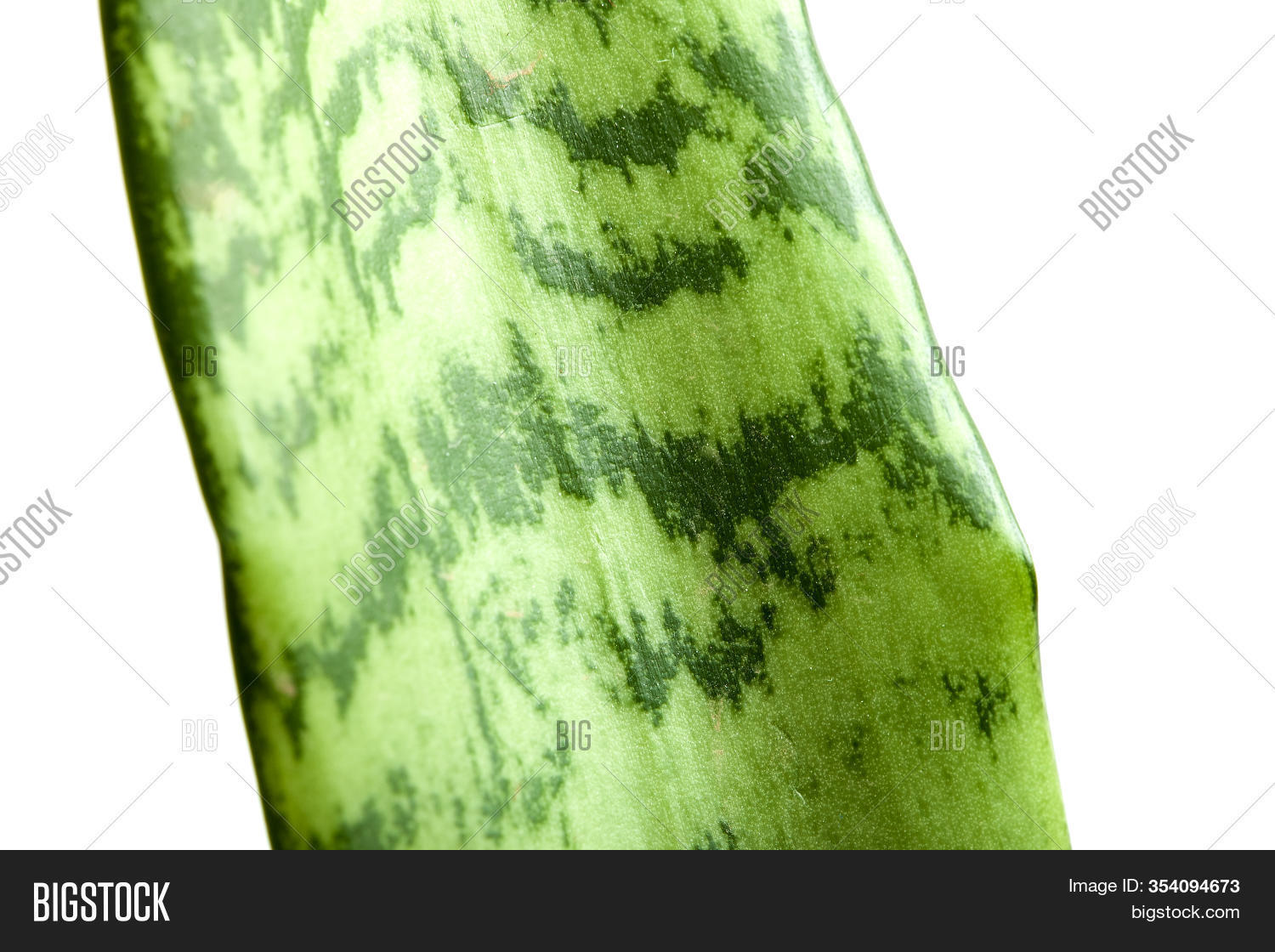 Green Striped Leaf Image & Photo (Free Trial) | Bigstock