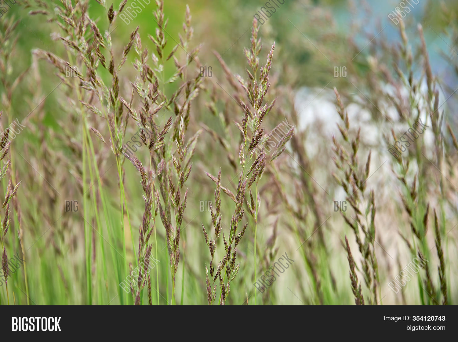 Dry Reeds On Lake, Image & Photo (Free Trial) | Bigstock