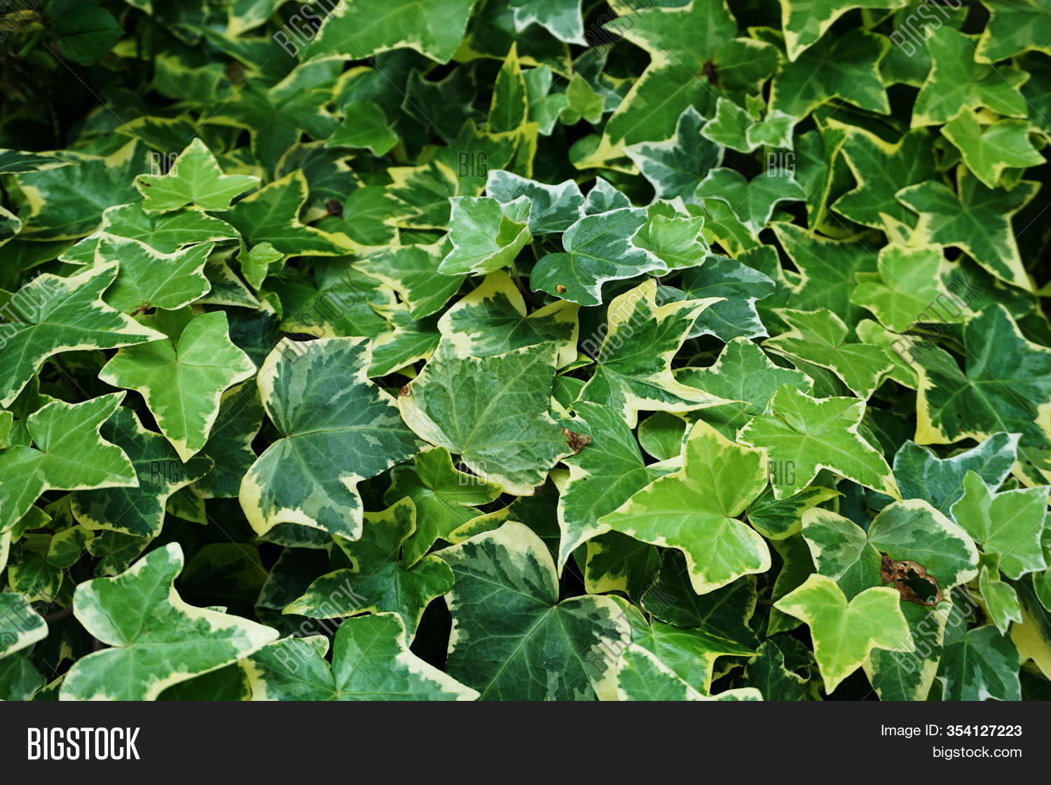 Hedera Helix Leaves Image & Photo (Free Trial) | Bigstock