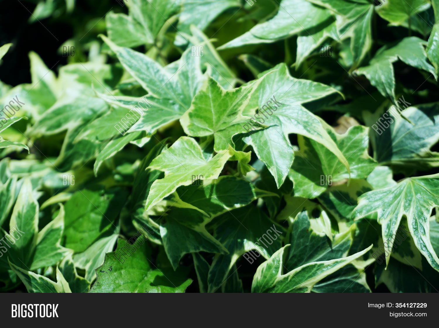 Hedera Helix Leaves Image & Photo (Free Trial) | Bigstock