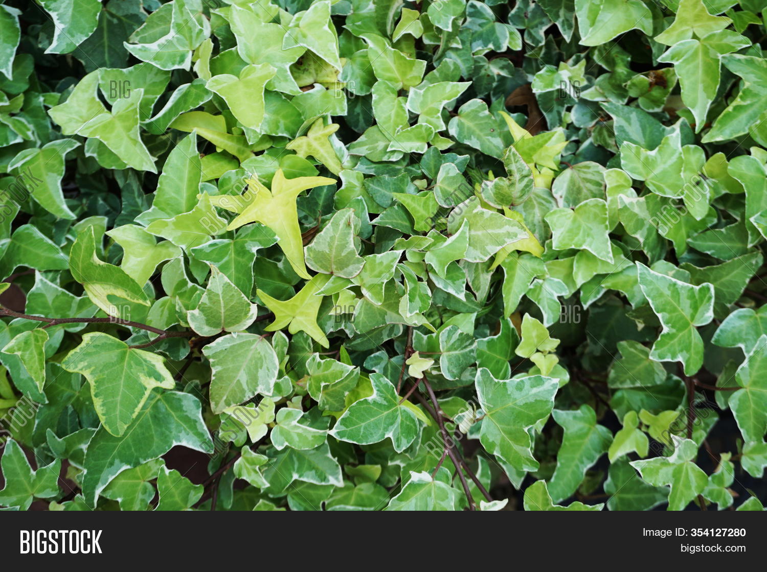 Hedera Helix Leaves Image & Photo (Free Trial) | Bigstock