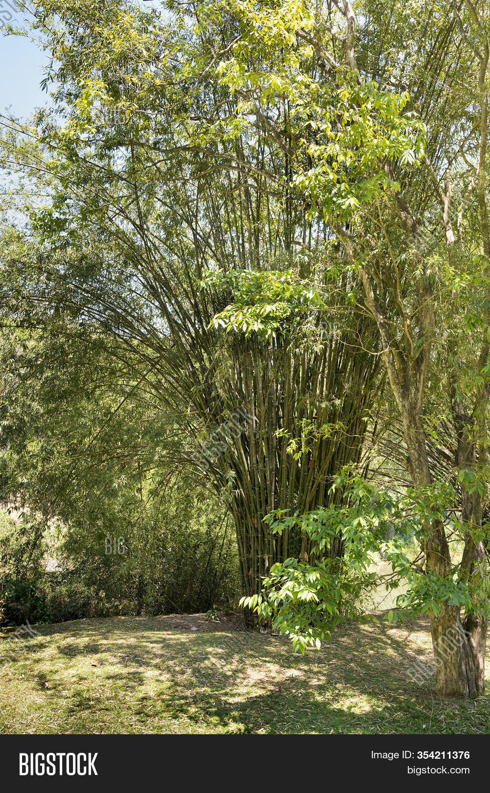 Tall Bamboo Shrub Tree Image & Photo (Free Trial) | Bigstock