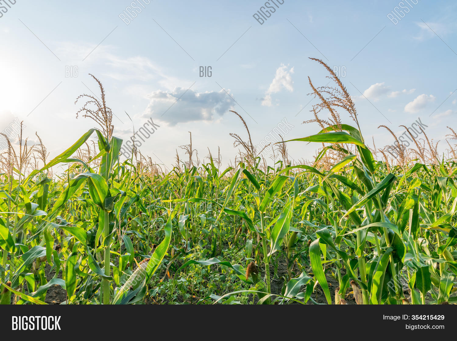 Beautiful Green Corn Image & Photo (Free Trial) | Bigstock