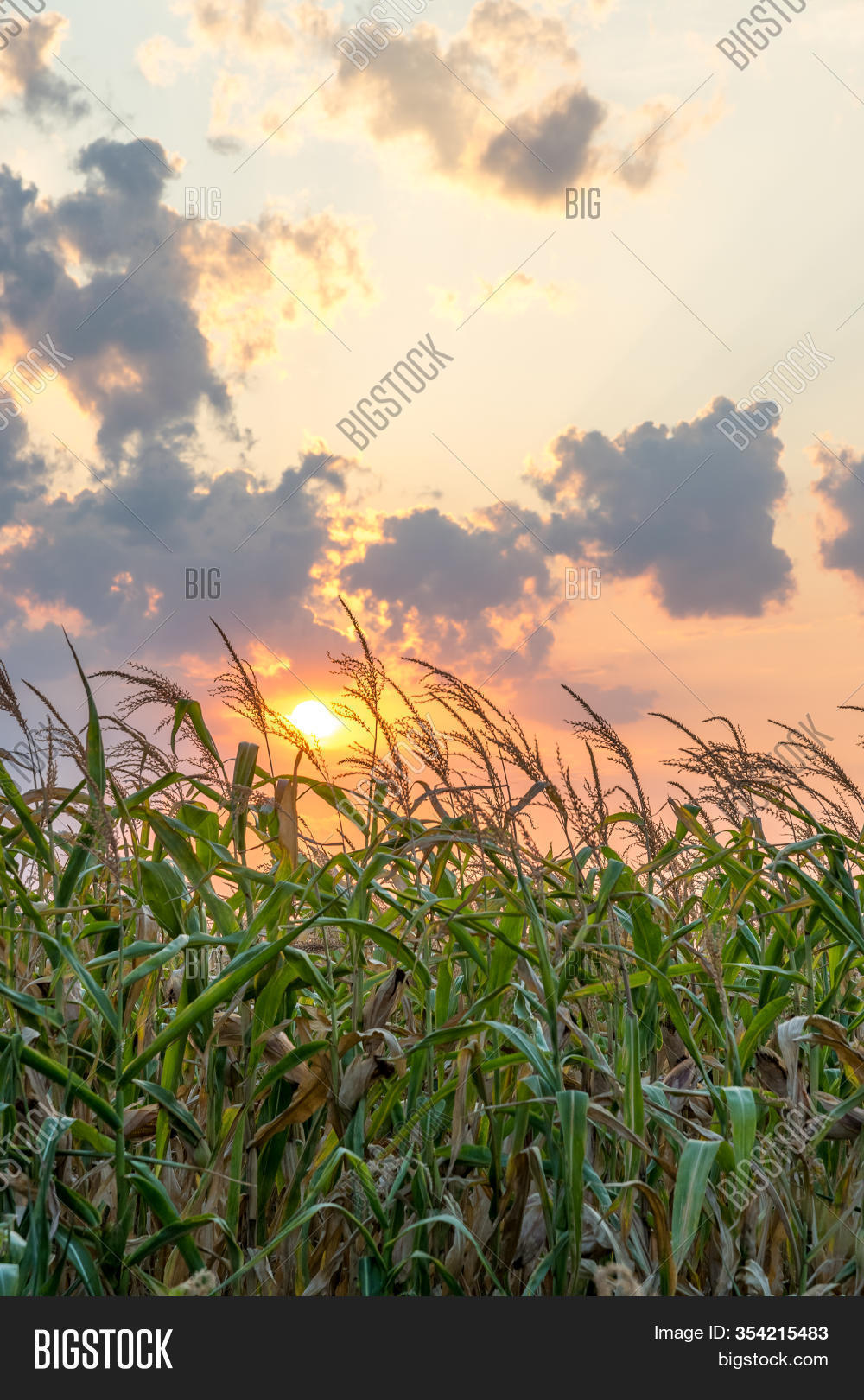 Beautiful Green Corn Image & Photo (Free Trial) | Bigstock