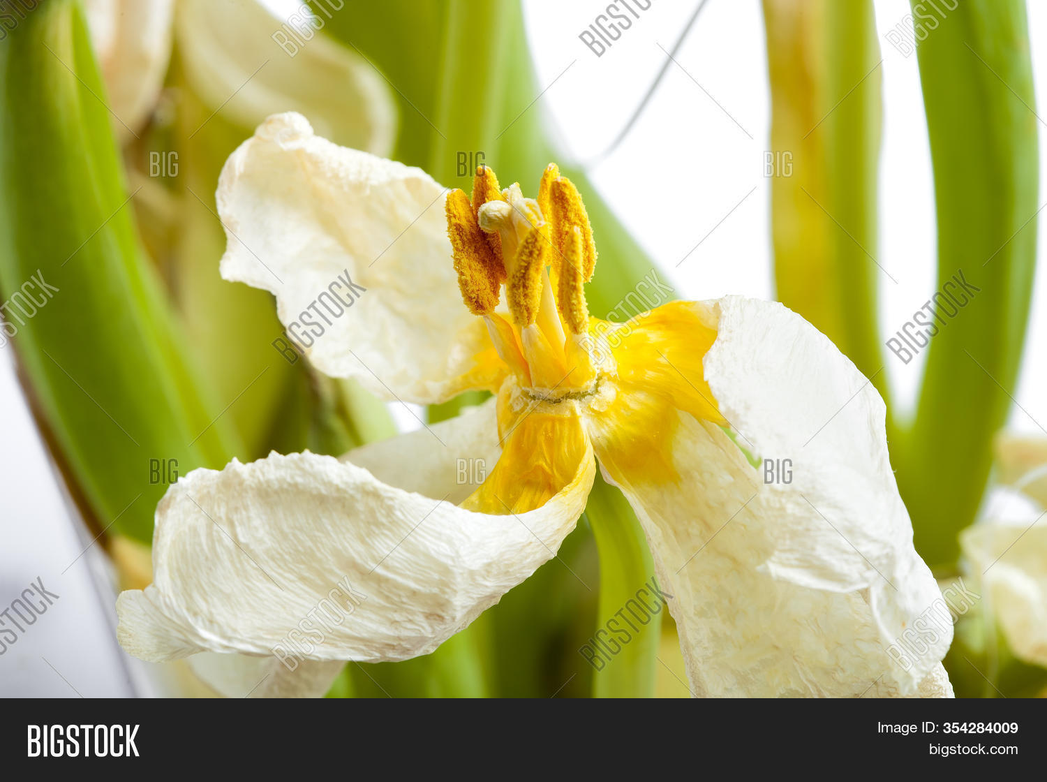 Bud Wilted Tulip, Fade Image & Photo (Free Trial) | Bigstock