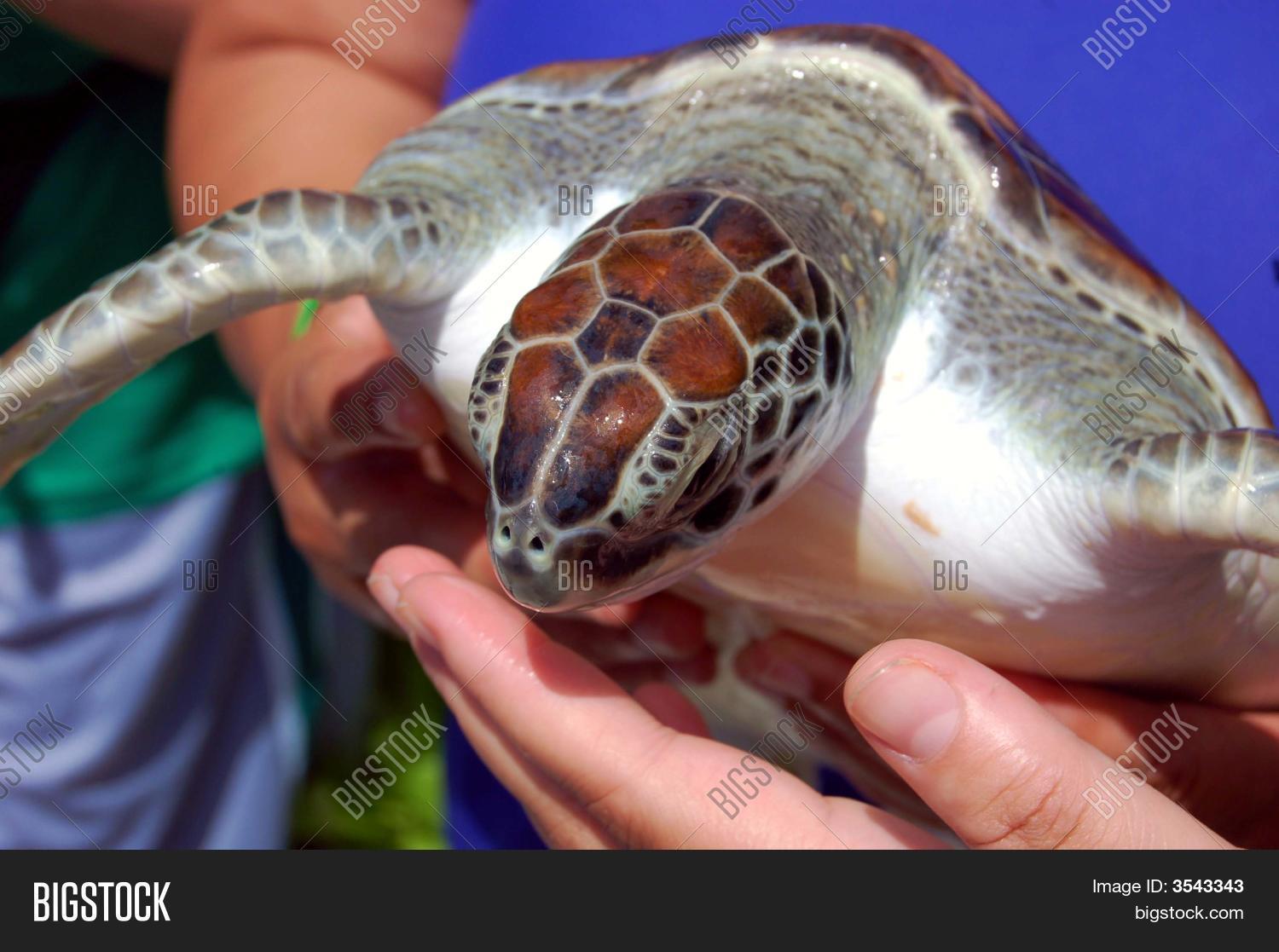 Close Baby Sea Turle Image & Photo (Free Trial) | Bigstock