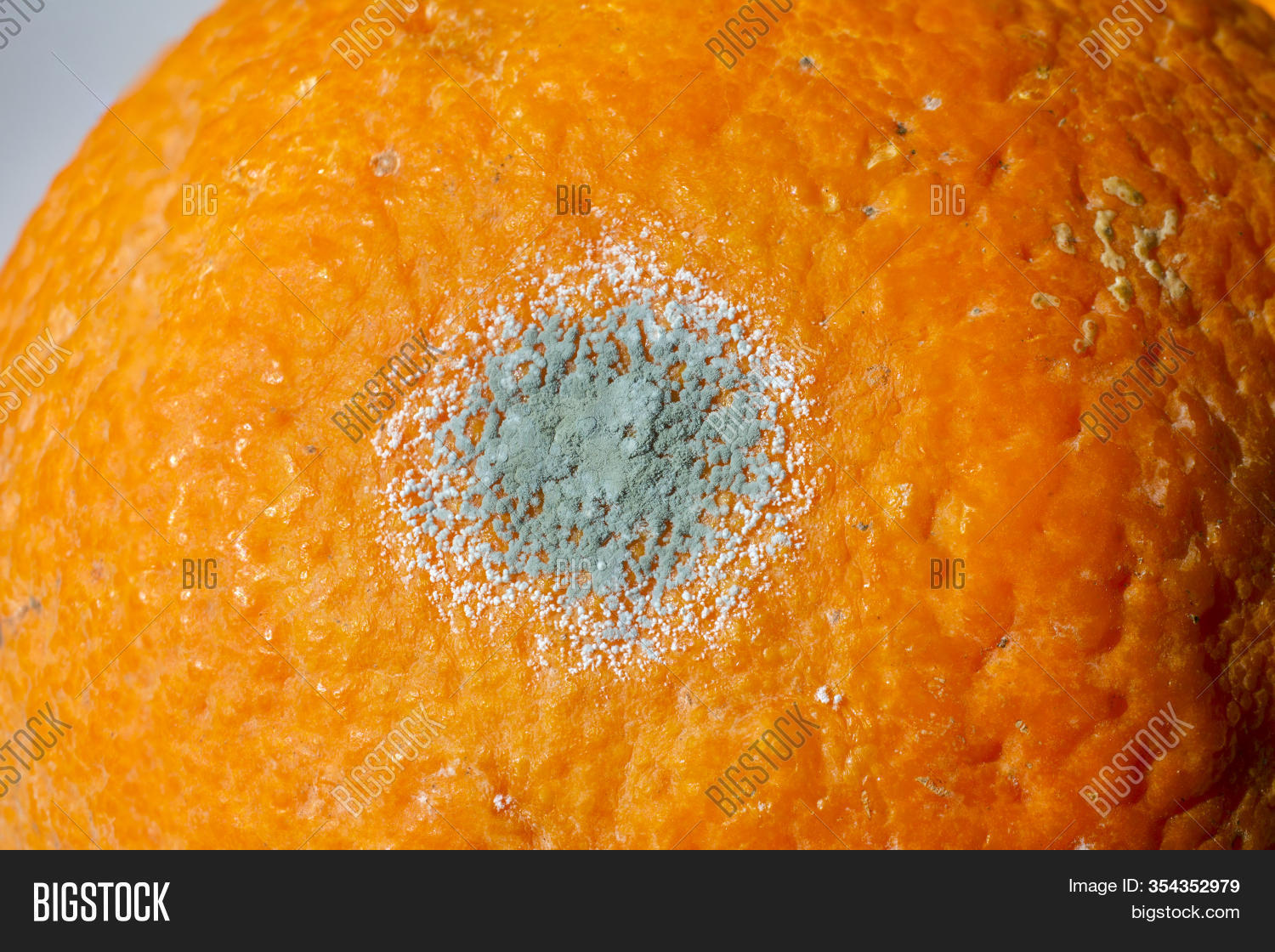 Rotten Citrus. Image & Photo (Free Trial) | Bigstock
