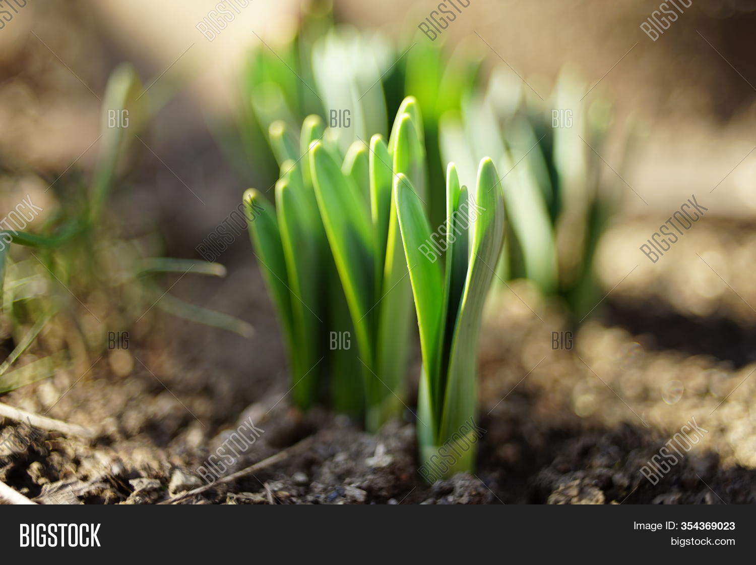 Fresh Green Sprouts Image & Photo (Free Trial) | Bigstock